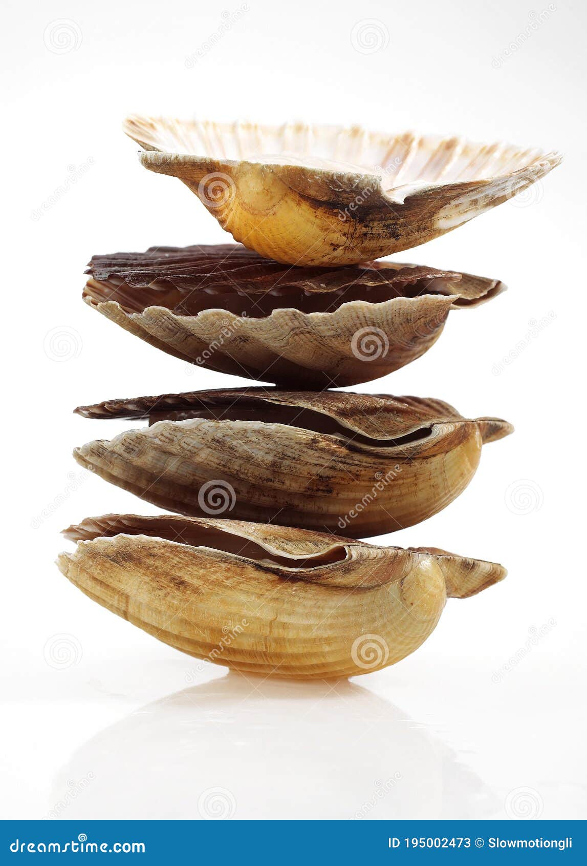 FRESH SCALLOPS Pecten Maximus AGAINST WHITE BACKGROUND Stock Image ...