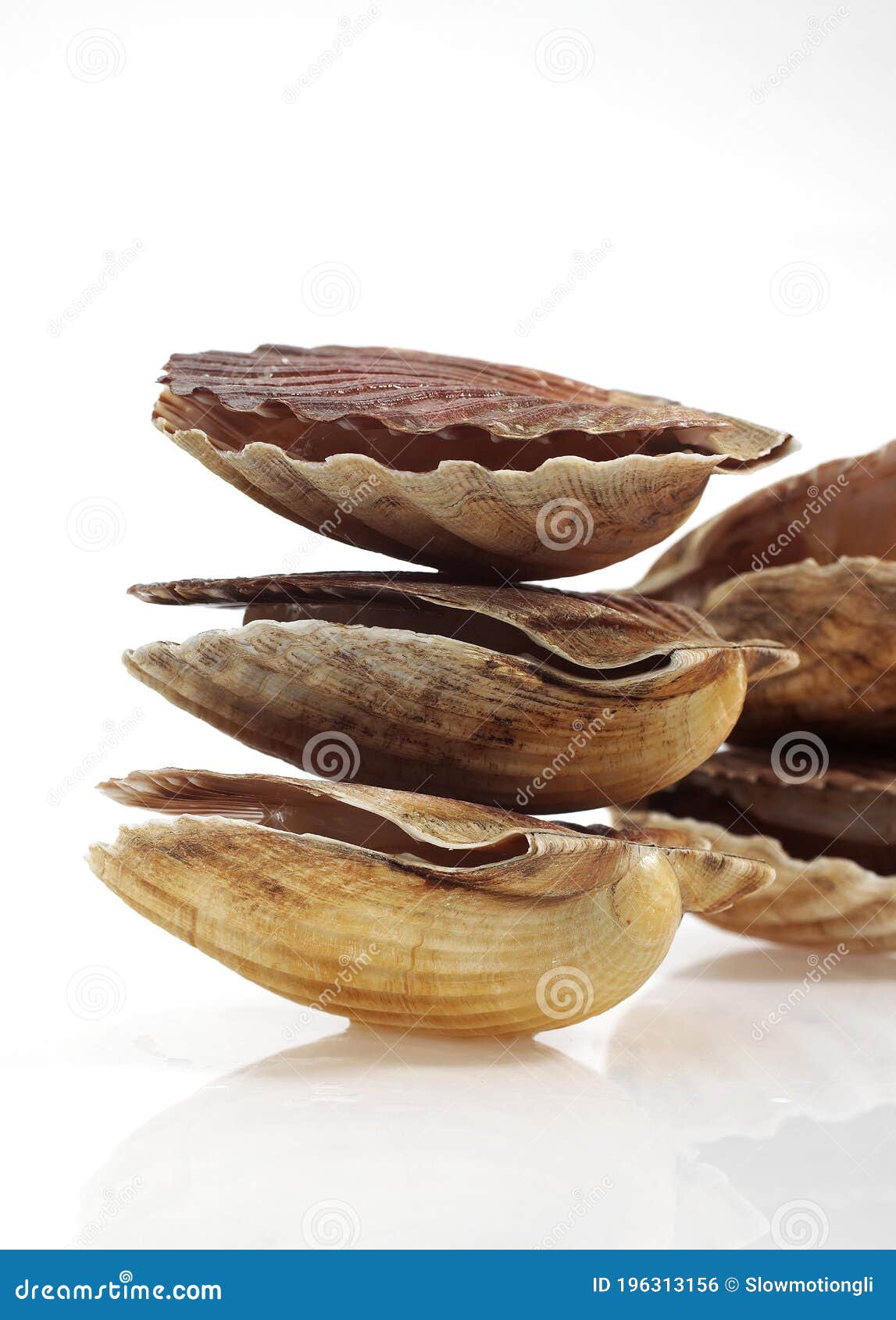 Fresh Scallops, Pecten Maximus Against White Background Stock Photo ...