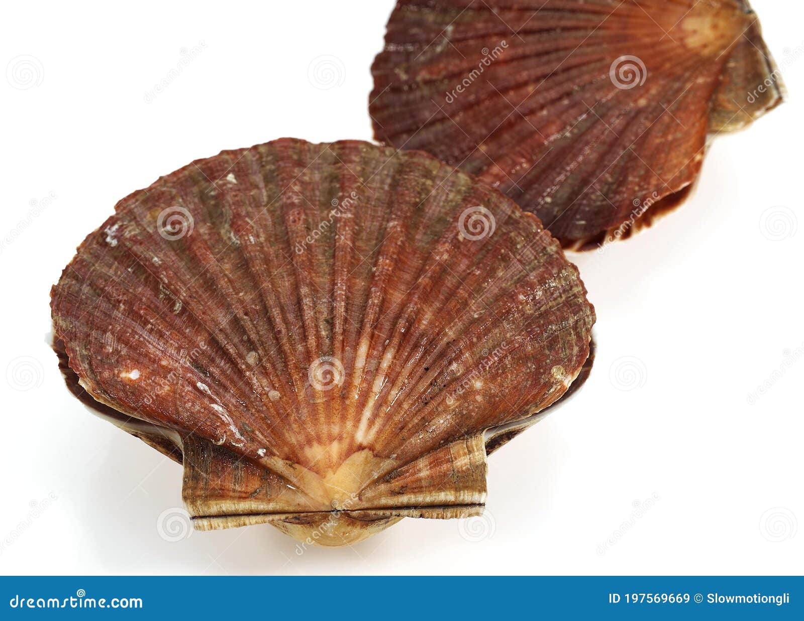 Fresh Scallops, Pecten Maximus Against White Background Stock Image ...