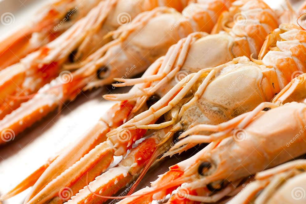 Fresh Scampi stock image. Image of cutting, diet, dublin - 25624581