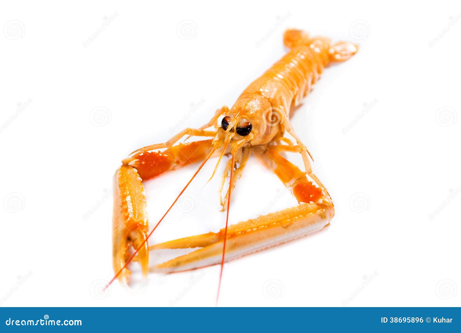 Scampi Or Nephrops Norvegicus On Ice In Fish Shop. Royalty-Free Stock ...