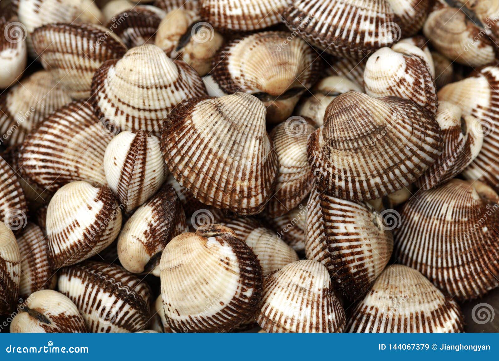 Scapharca subcrenata stock image. Image of studio, healthy - 144067379