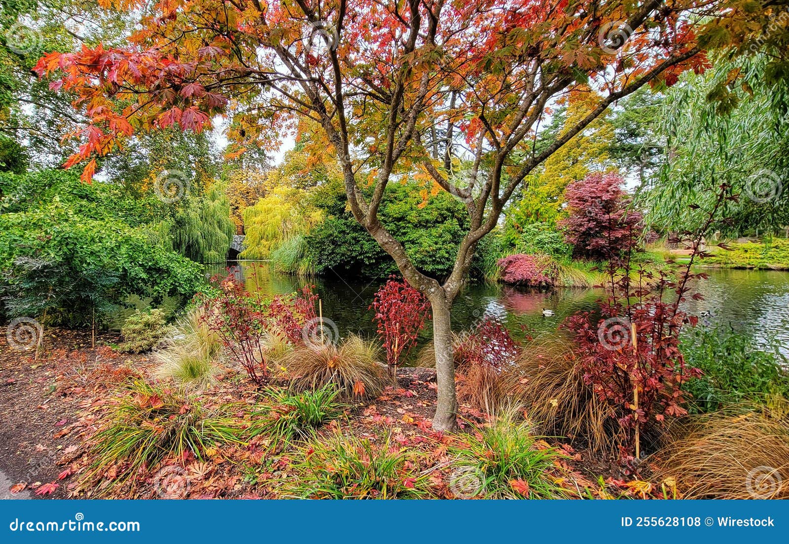 Fresh Scenery of a Colorful Public Park with Autumn Trees Stock Photo ...