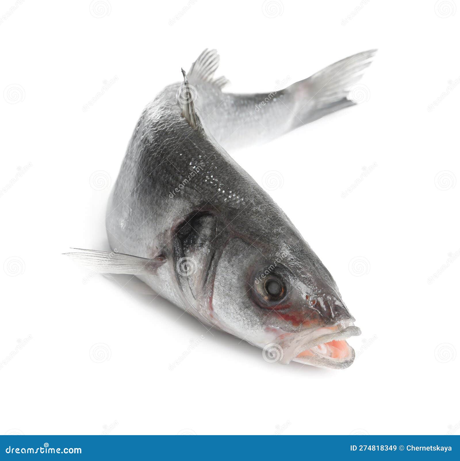Fresh Sea Bass Fish Isolated on White Stock Image - Image of ...