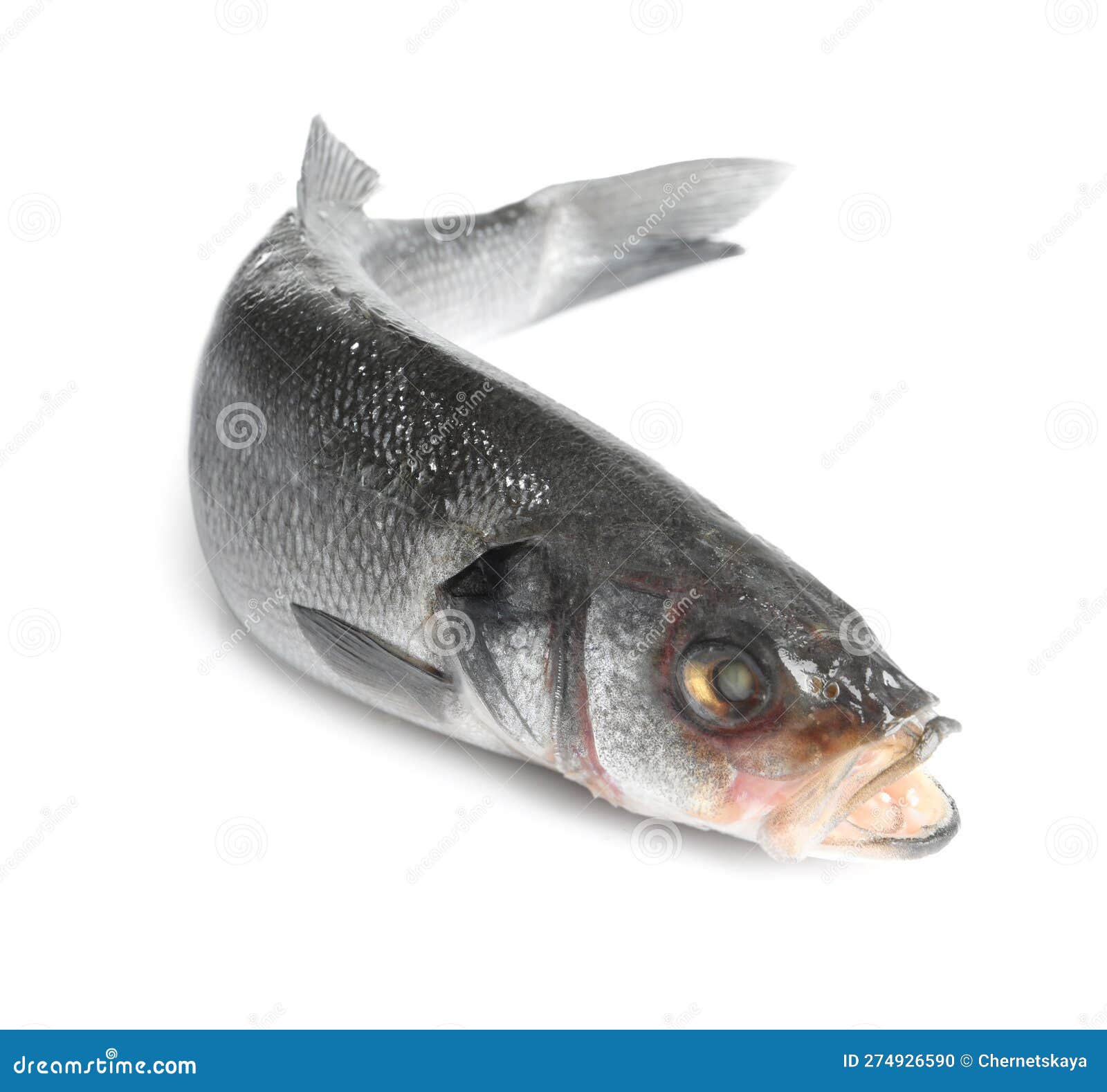 Fresh Sea Bass Fish Isolated on White Stock Photo - Image of dish ...