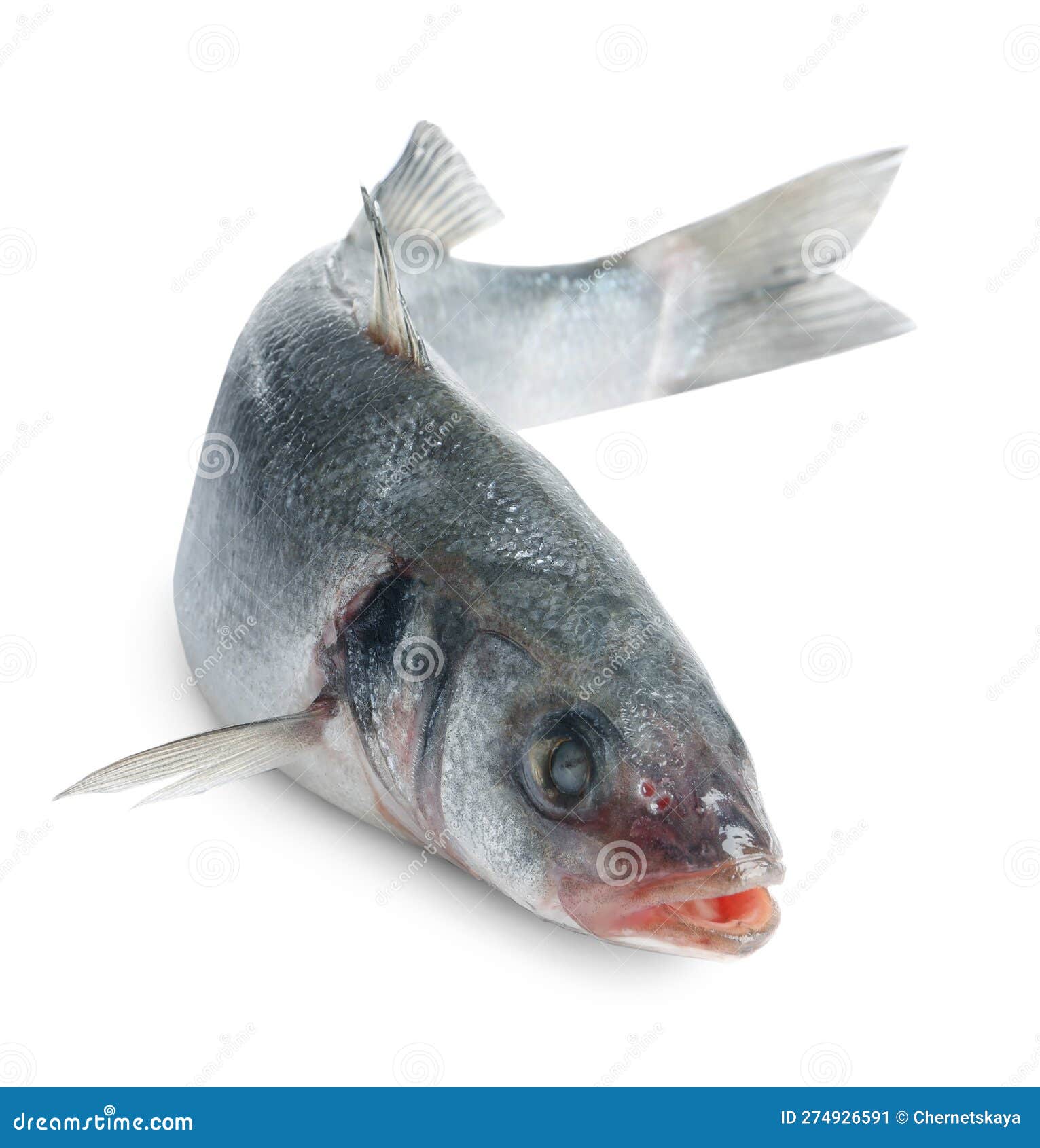 Fresh Sea Bass Fish Isolated on White Stock Image - Image of diet ...