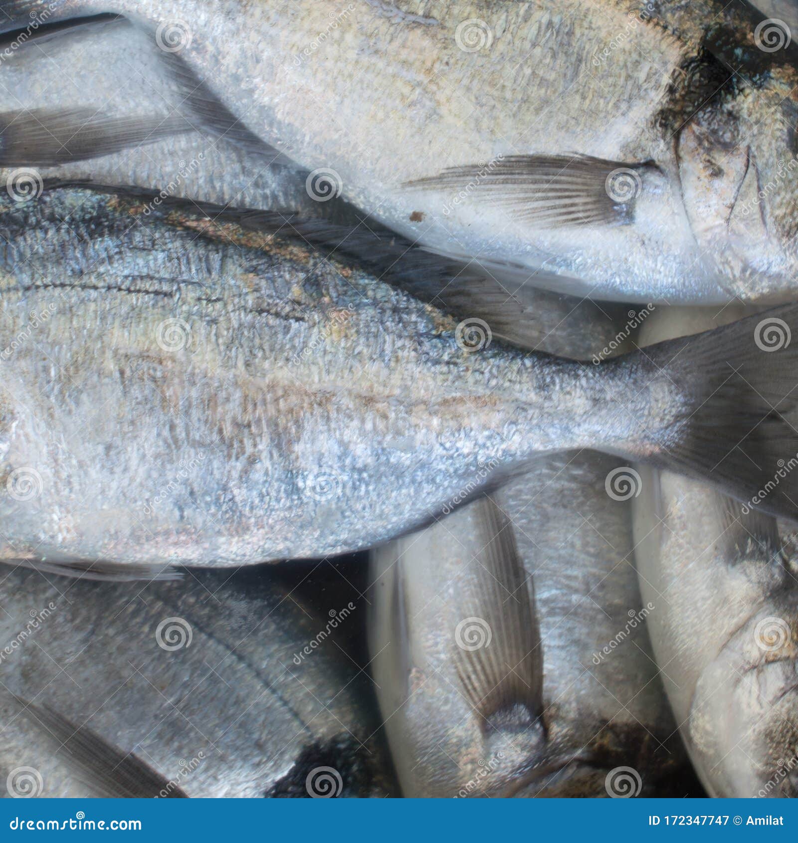 Fresh sea bream fish stock image. Image of aurata, cooking - 172347747