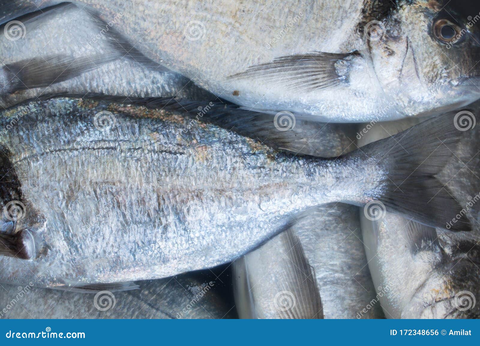 Fresh sea bream fish stock photo. Image of healthy, adriatic - 172348656