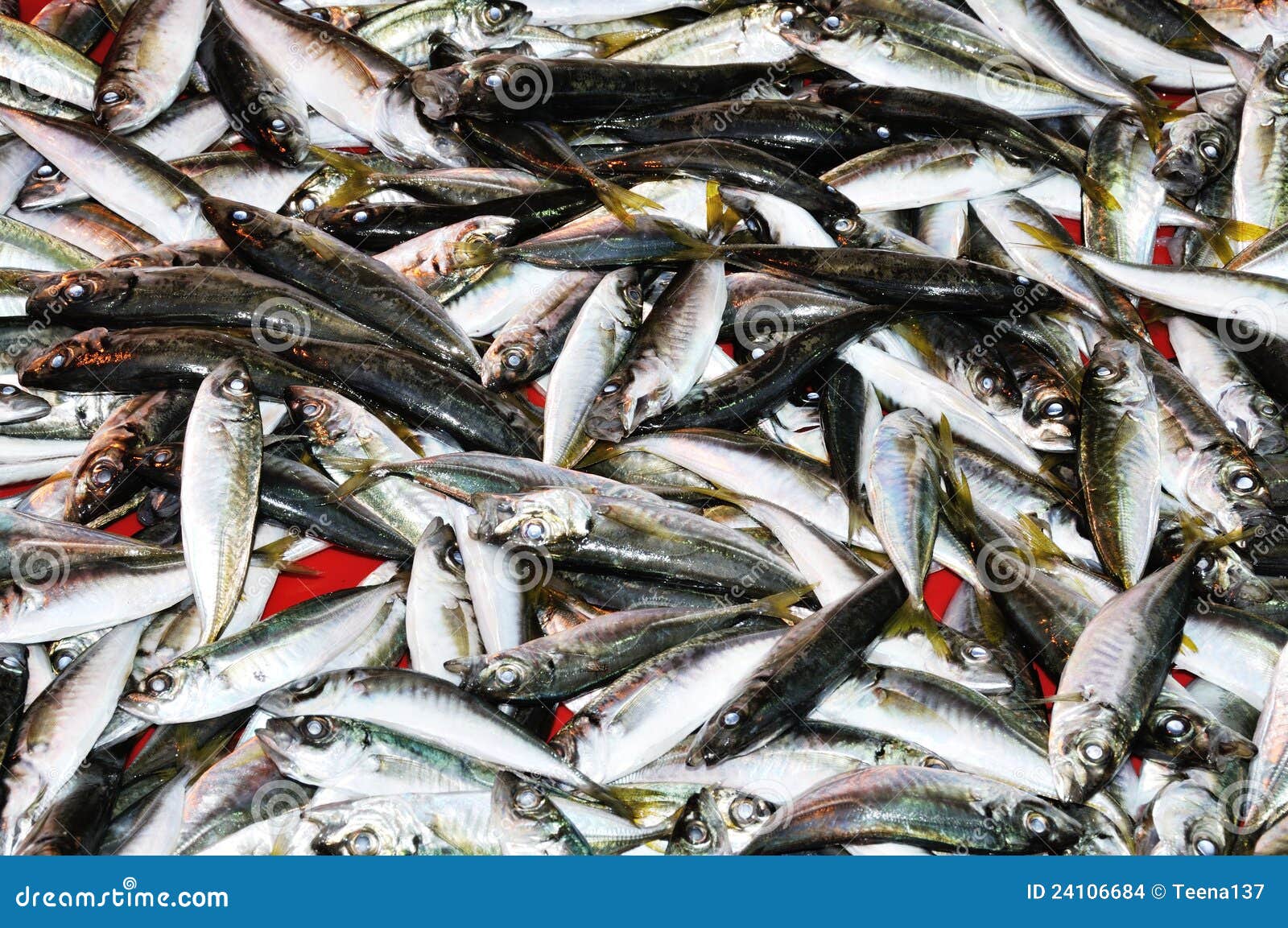 Fresh sea fish stock photo. Image of fishing, eating - 24106684