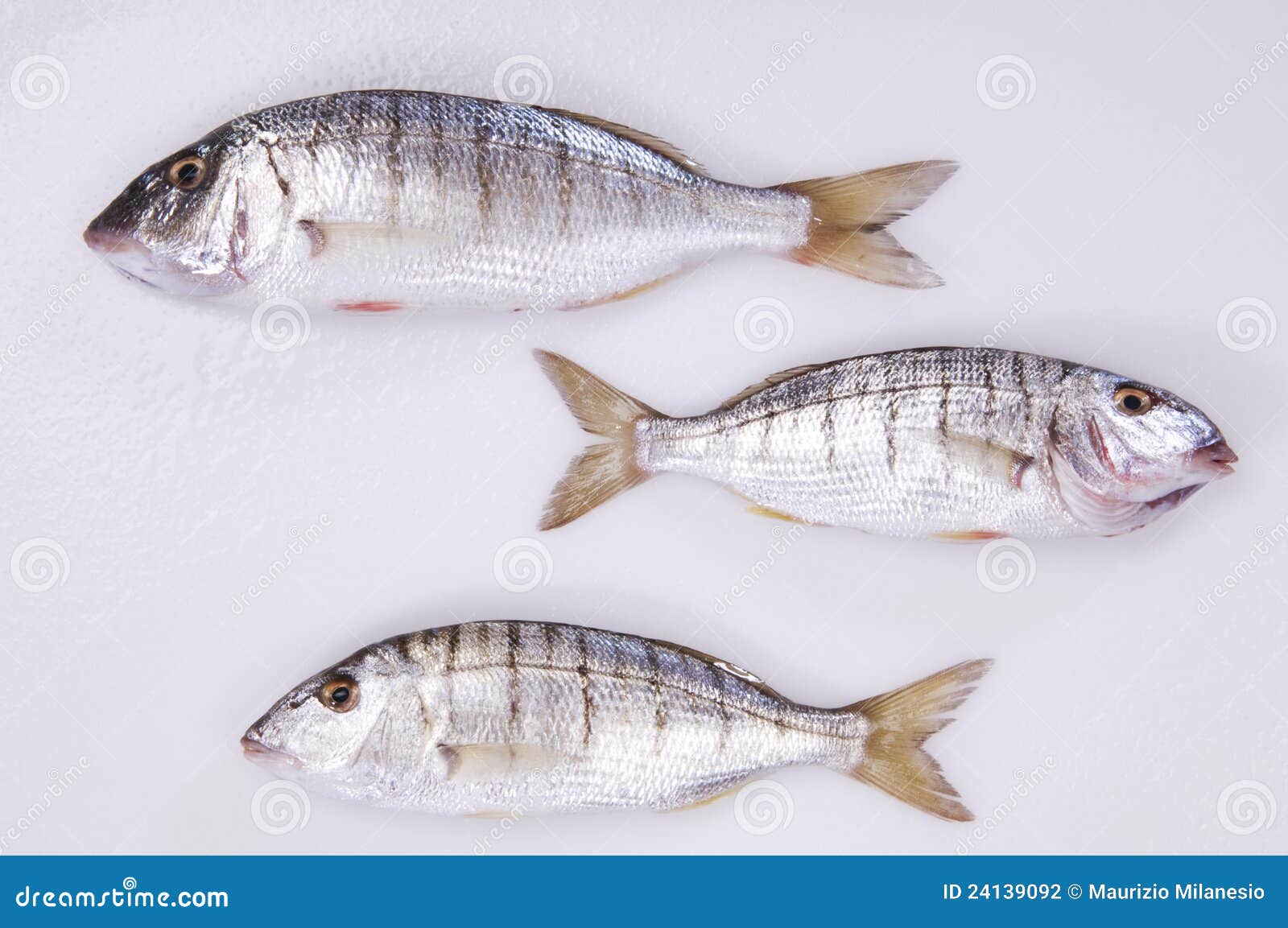 Fresh Sea Fish stock photo. Image of food, freshness - 24139092
