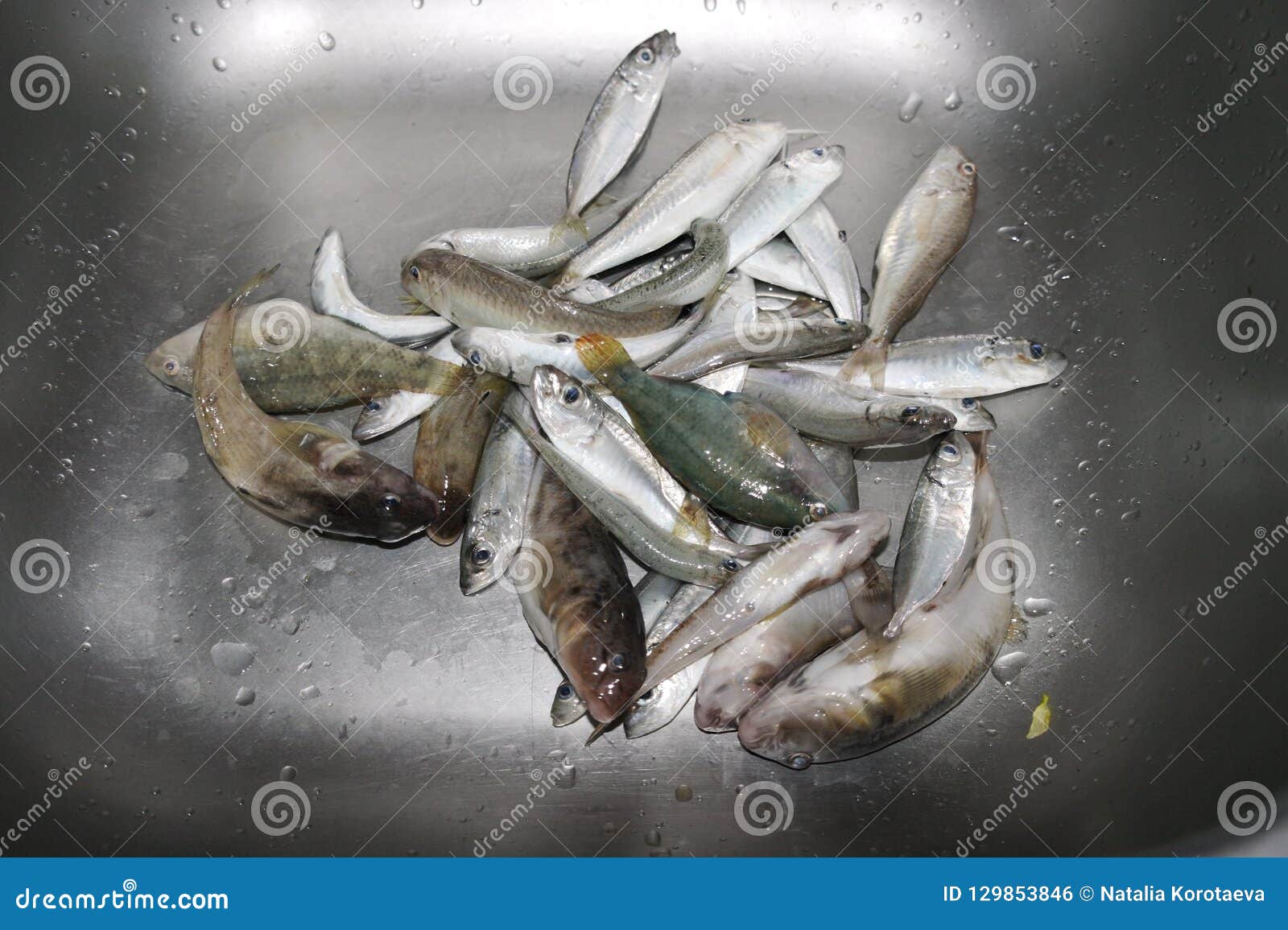 Fresh sea fish stock photo. Image of tail, food, catch - 129853846