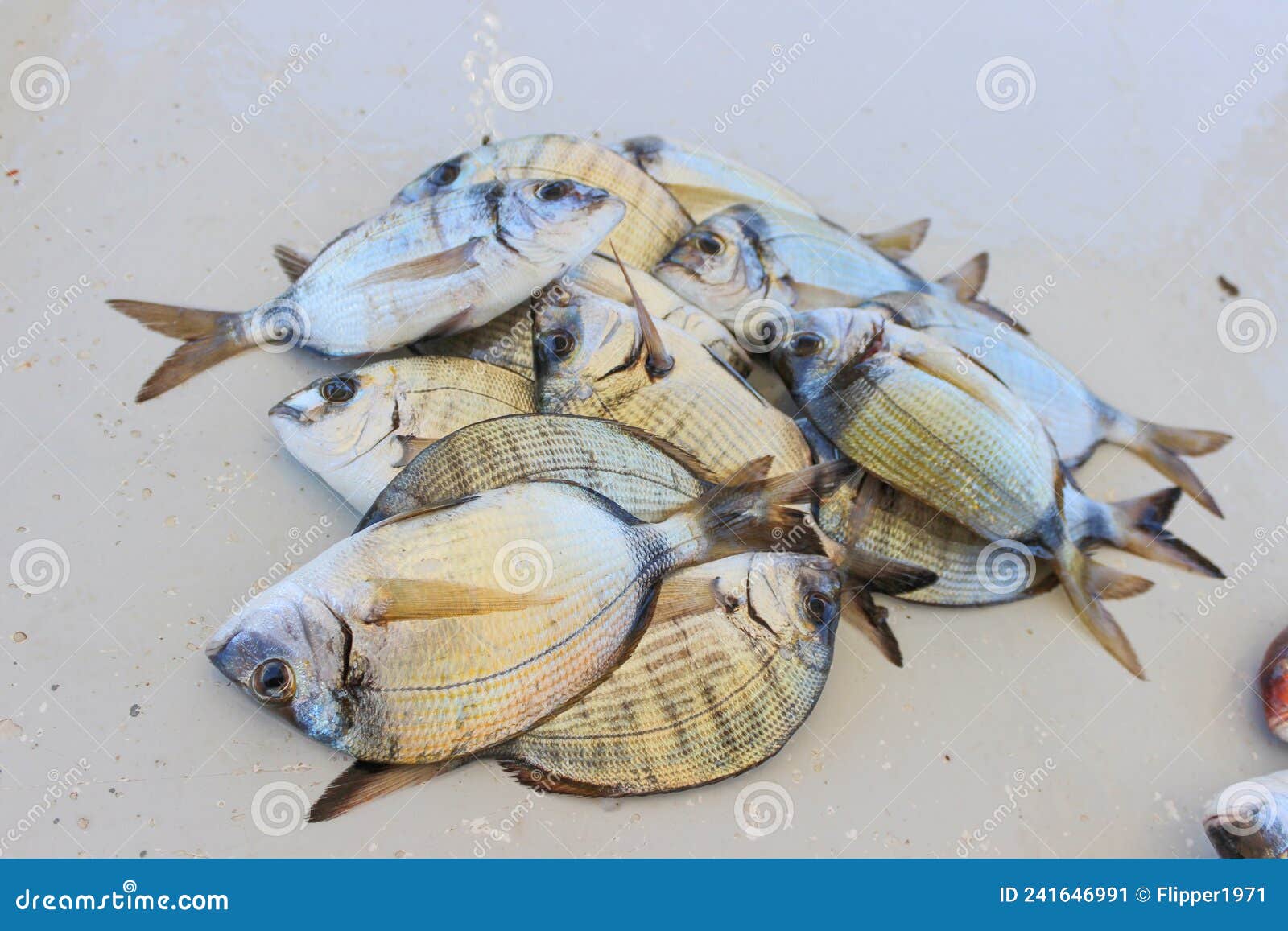 Freshly Caught Fish on the Table Stock Image - Image of prepare, tasty ...