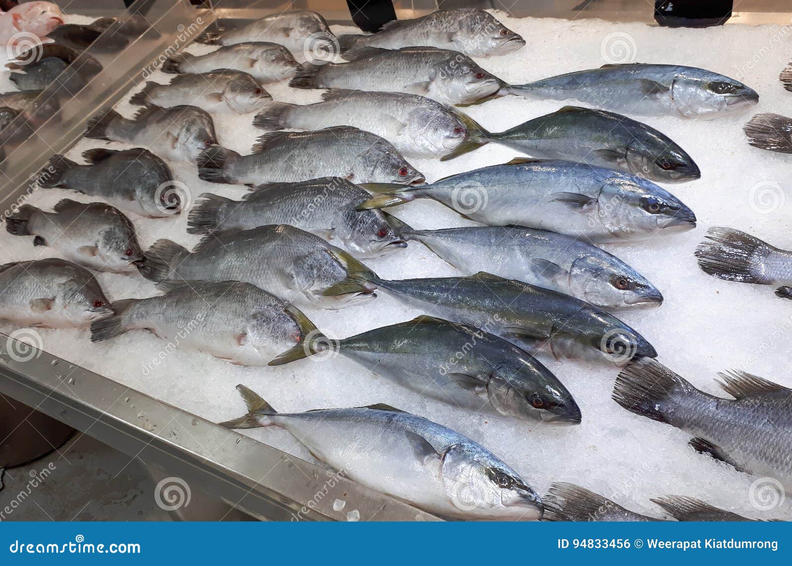 Fresh sea fish stock photo. Image of fish, chilled, barramundi - 94833456