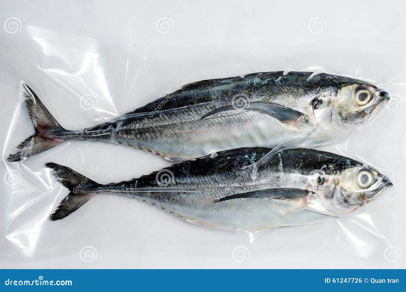 Fresh sea fish stock photo. Image of macro, soup, family - 61247726