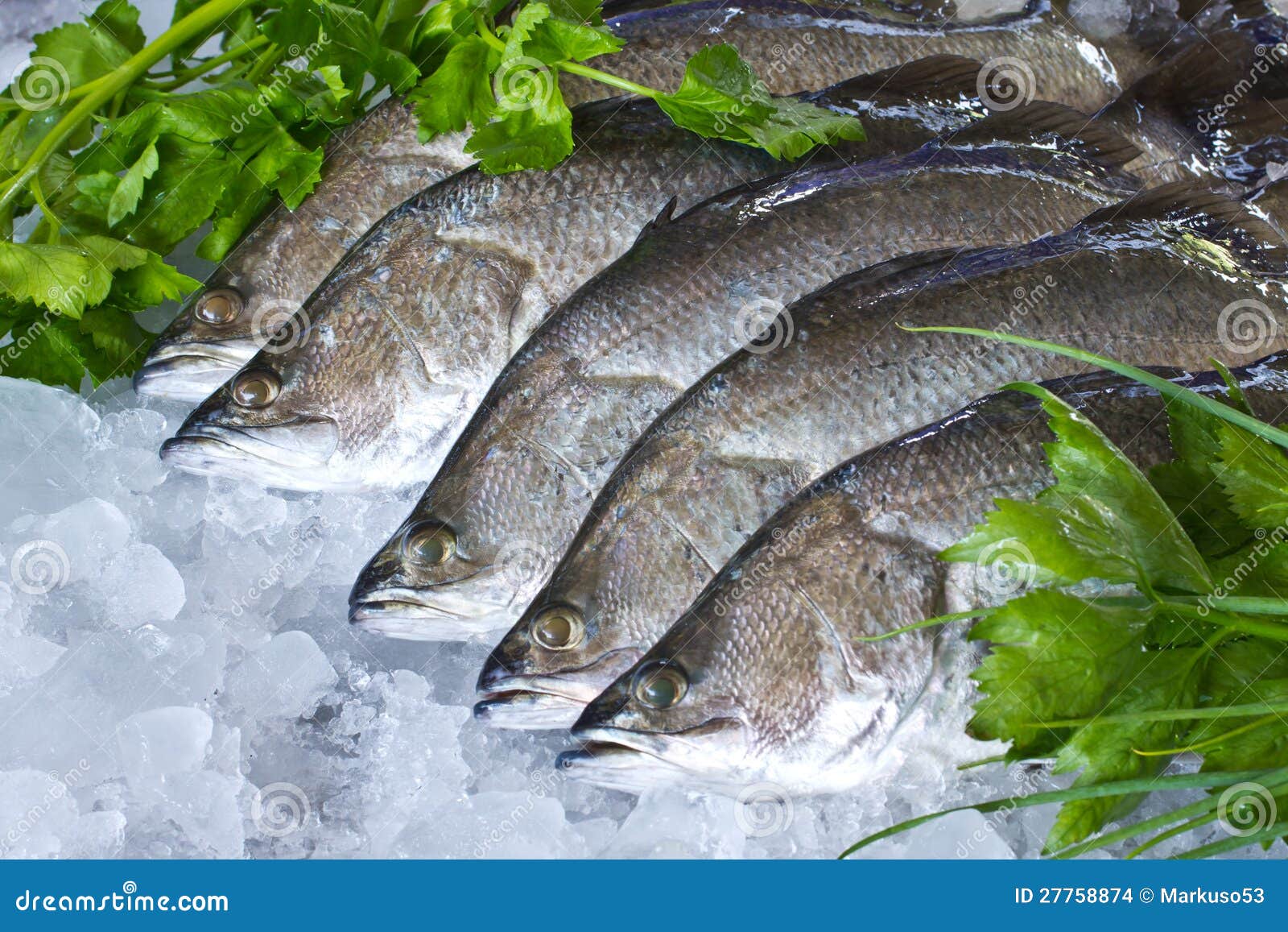 Fresh Seabass stock photo. Image of fish, store, giant - 27758874