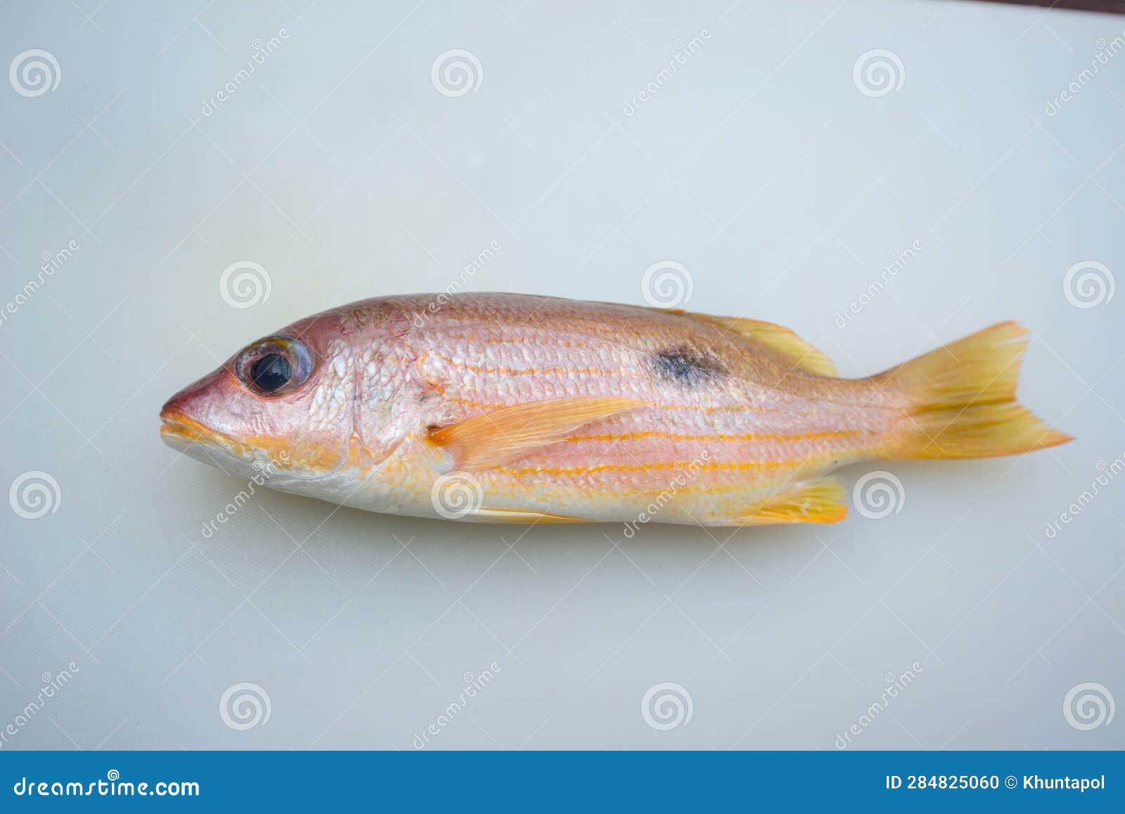 Fresh Red Seabream Fish Pagrus Major On Ice Stock Photo | CartoonDealer ...