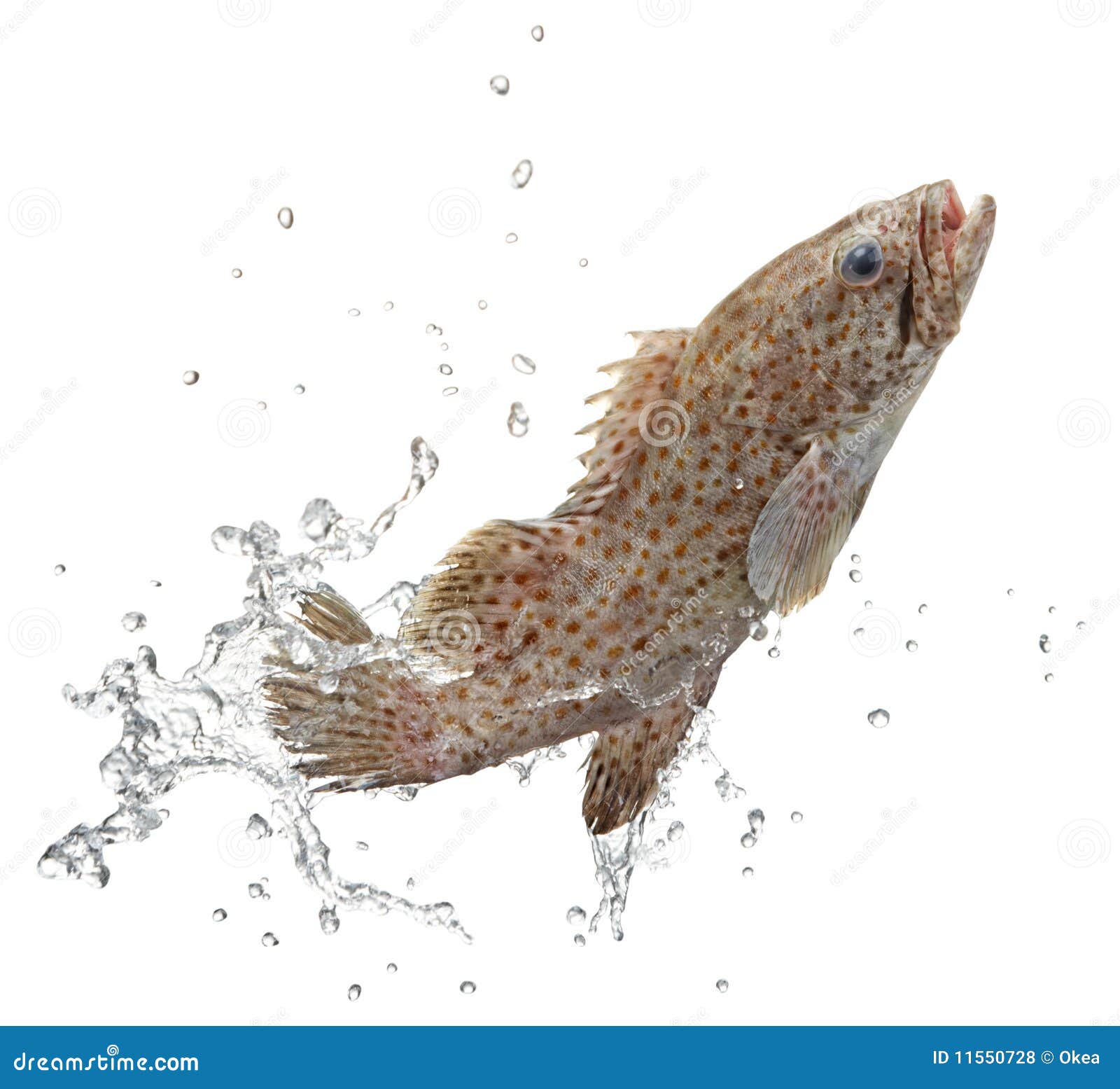 1,011 Seafood Splash Stock Photos - Free & Royalty-Free Stock Photos ...