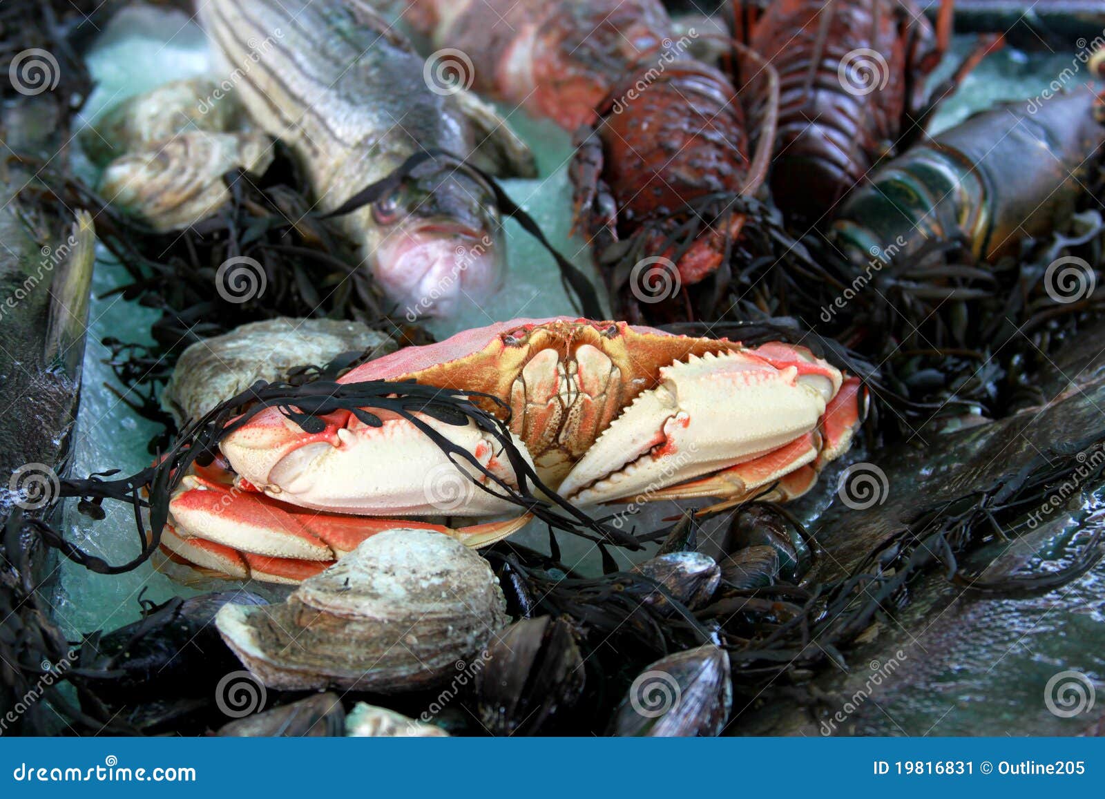 Fresh seafood stock image. Image of muscles, shrimp, calimari - 19816831