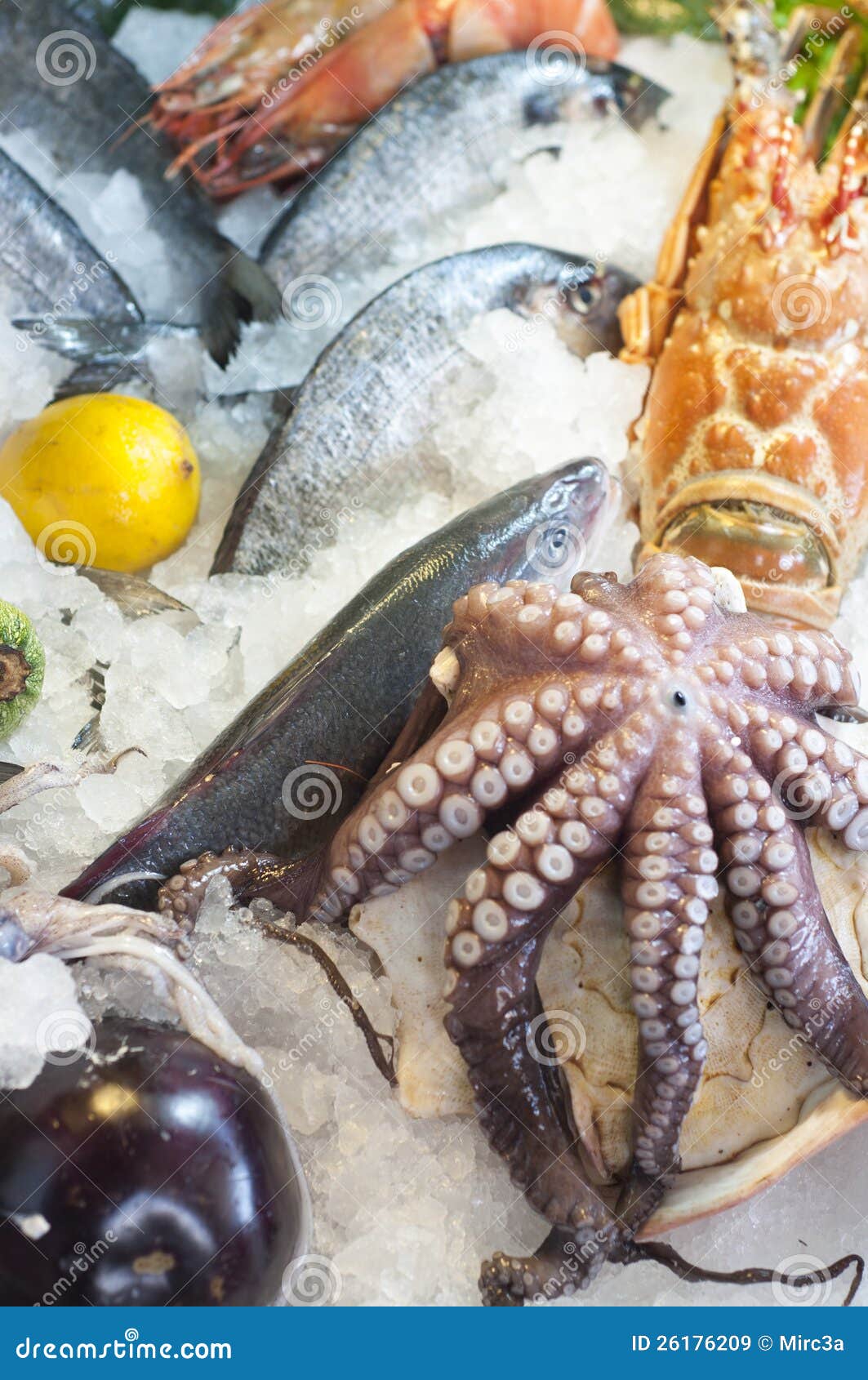 Fresh seafood stock image. Image of delicacy, freshness - 26176209
