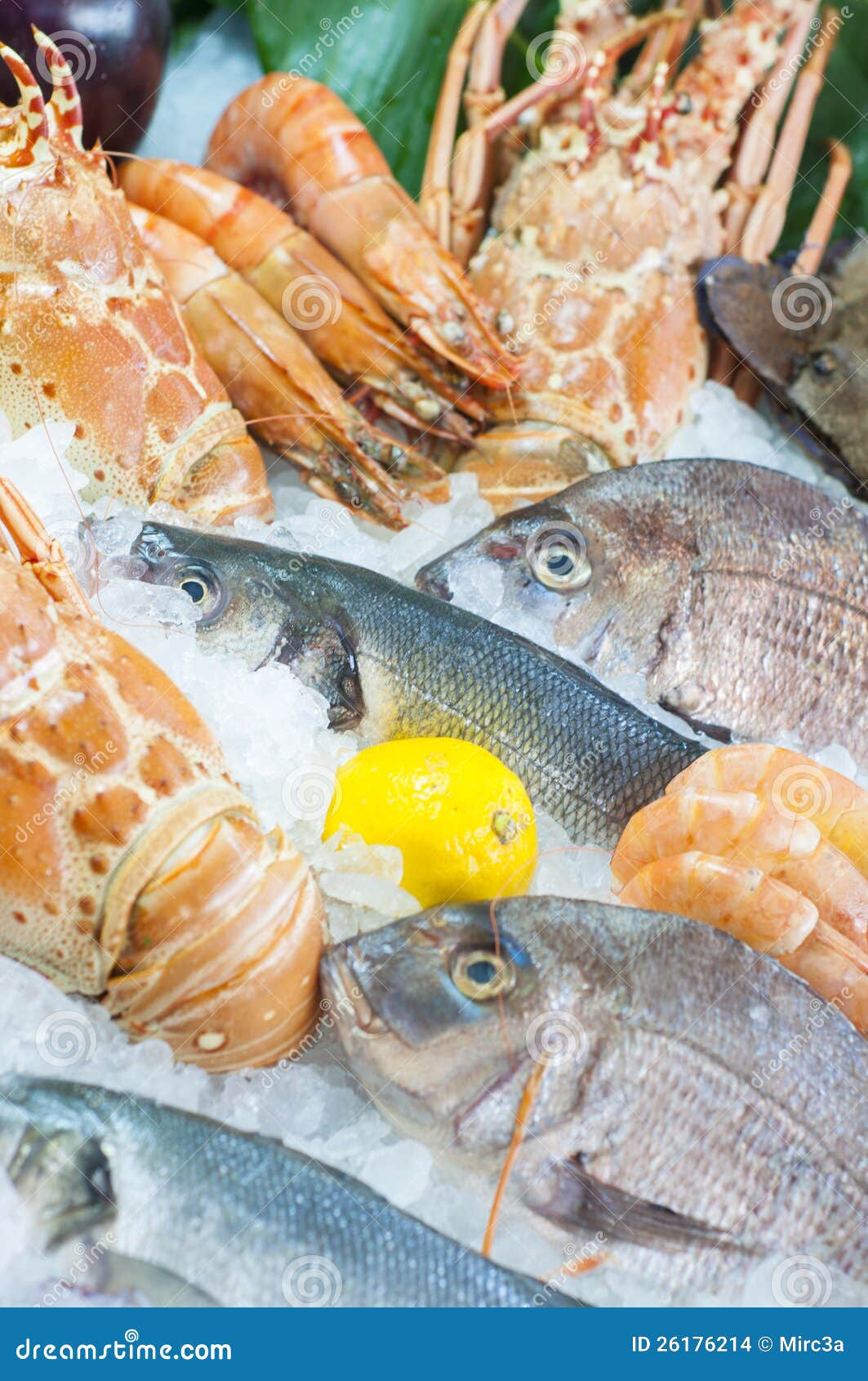 Fresh seafood stock photo. Image of mediterranean, fishing - 26176214