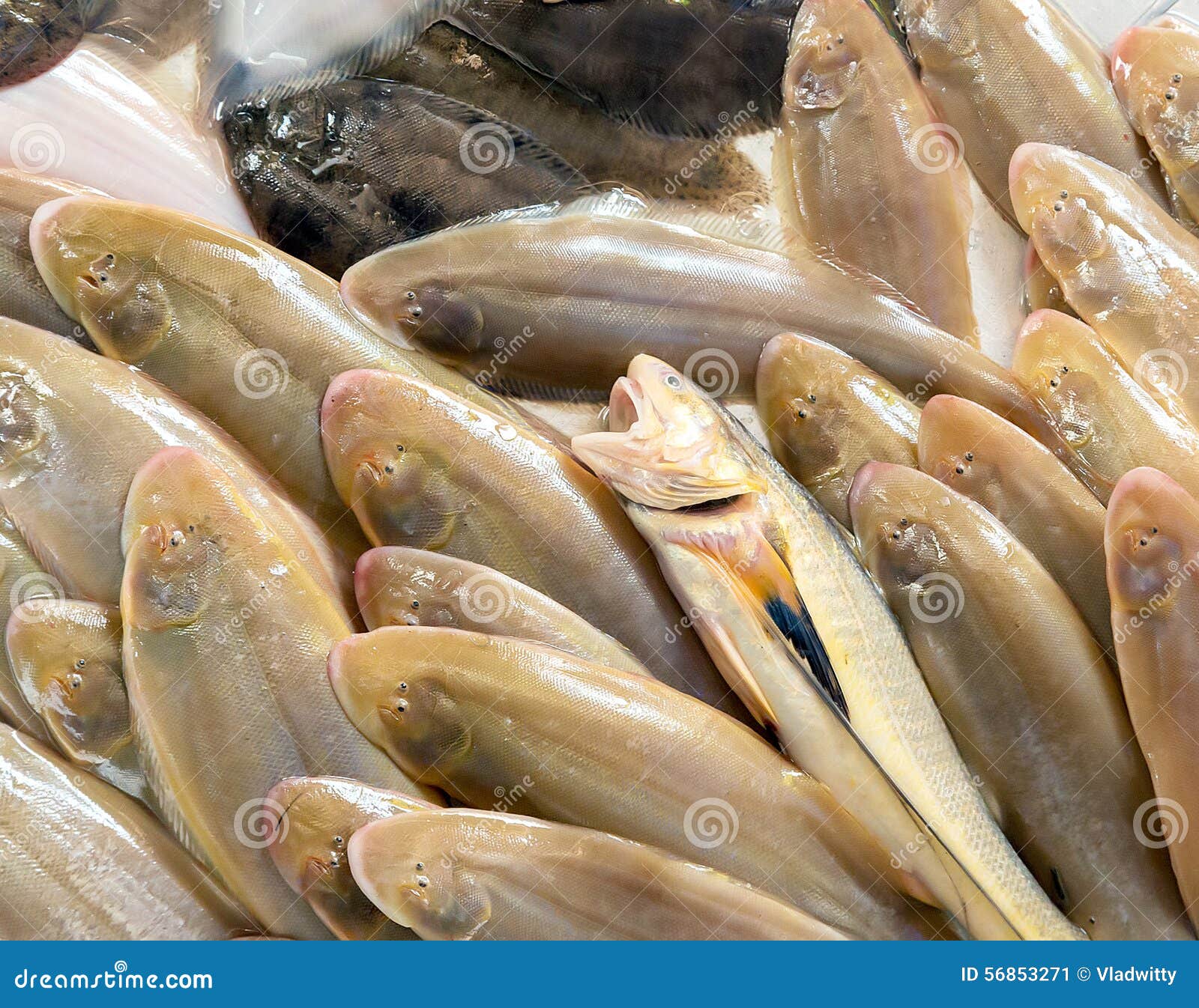 Fresh seafood background stock image. Image of five, fishing - 56853271
