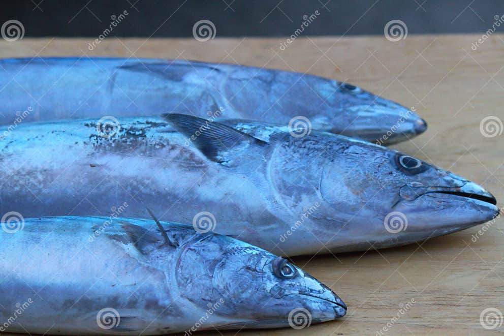 Fresh Seafood stock image. Image of cook, bonito, fresh - 59089903