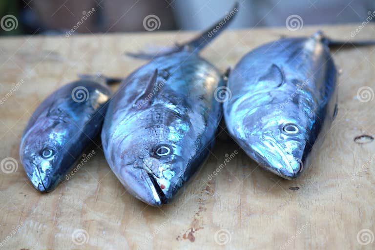 Fresh Seafood stock photo. Image of mackerel, fresh, filet - 59089908