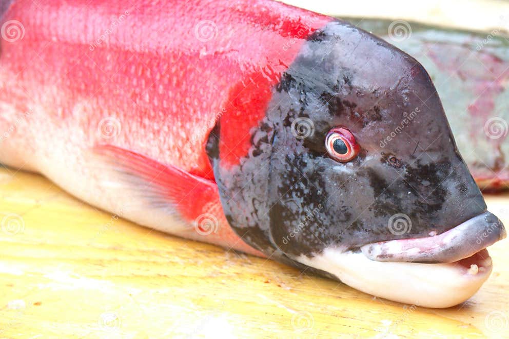 Fresh Seafood stock image. Image of halibut, fresh, bonito - 59309961