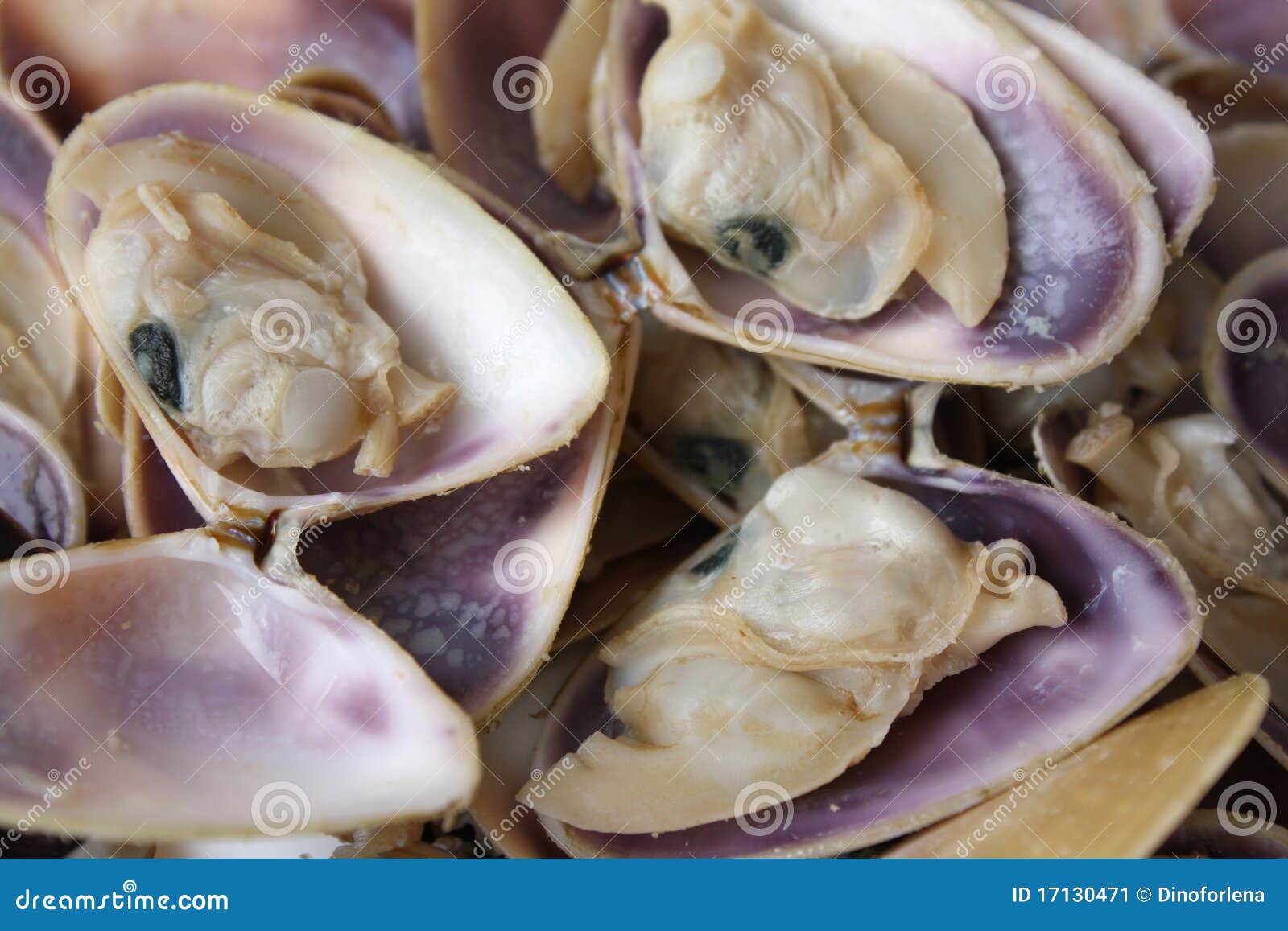 Fresh seashells stock image. Image of open, fresh, care - 17130471