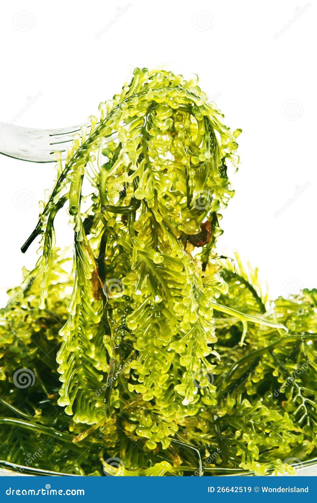Fresh seaweed stock image. Image of japanese, food, kelp - 26642519