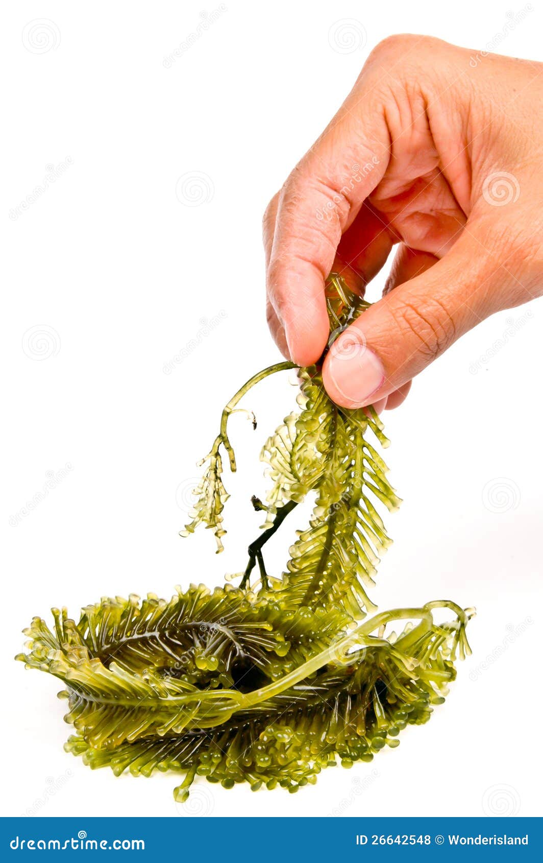 Fresh seaweed stock photo. Image of food, fresh, green - 26642548 Fresh seaweed stock photo. Image of food, fresh, green - 26642548