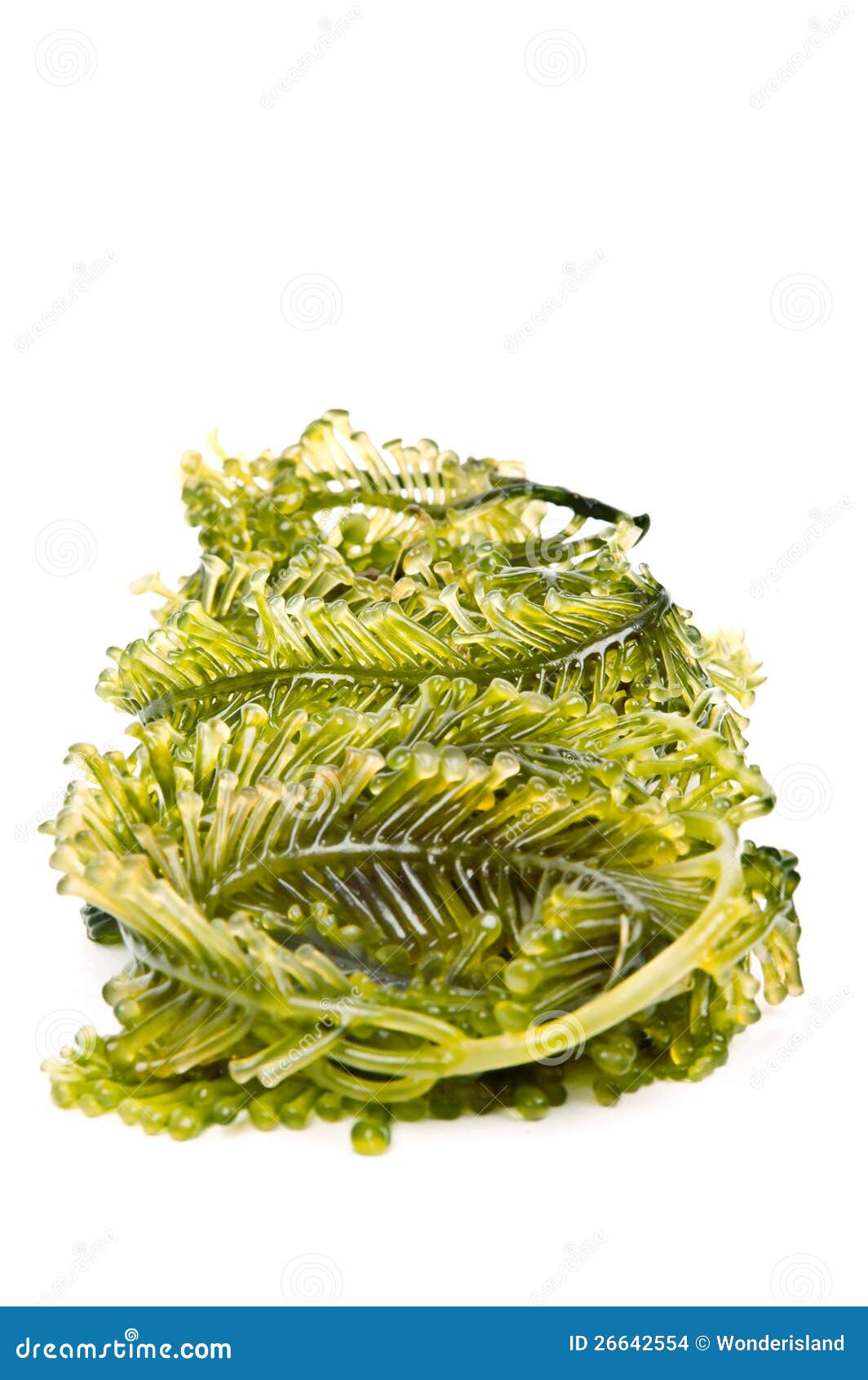 Fresh seaweed stock photo. Image of speciality, organic - 26642554