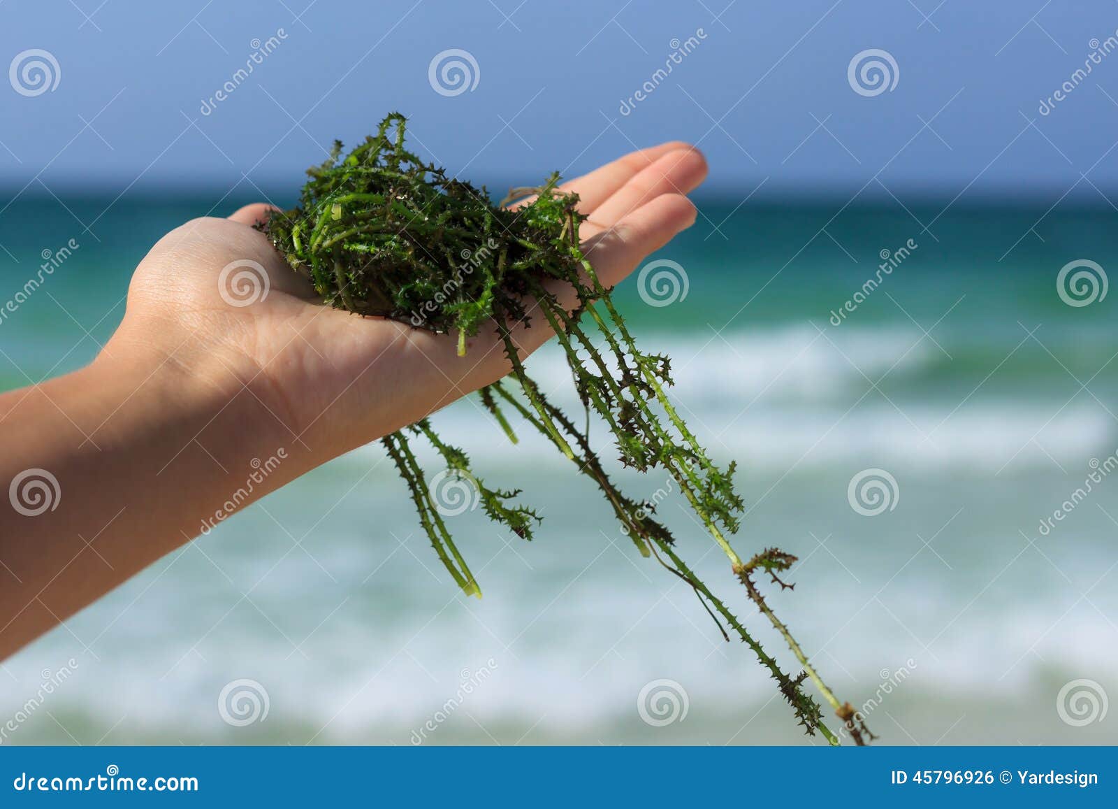 Fresh seaweed stock photo. Image of appetizer, kelp, algae - 45796926