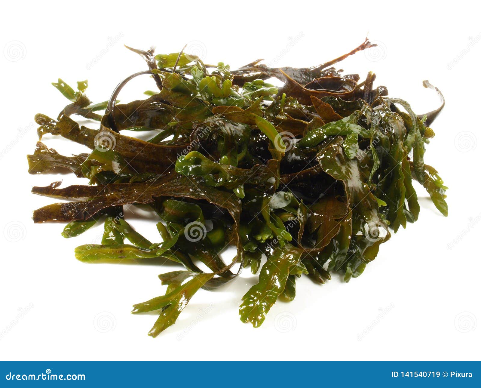 Fresh Kelp Bulb With Seaweed Strands On Beach Stock Image ...