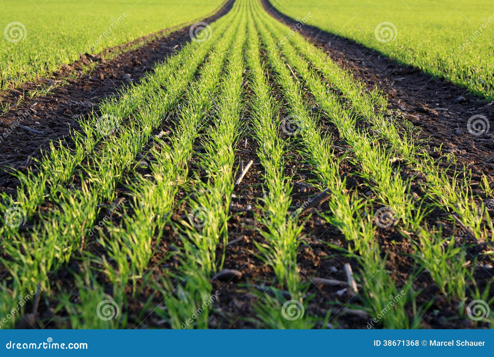 Fresh seed stock photo. Image of crop, ground, arable - 38671368