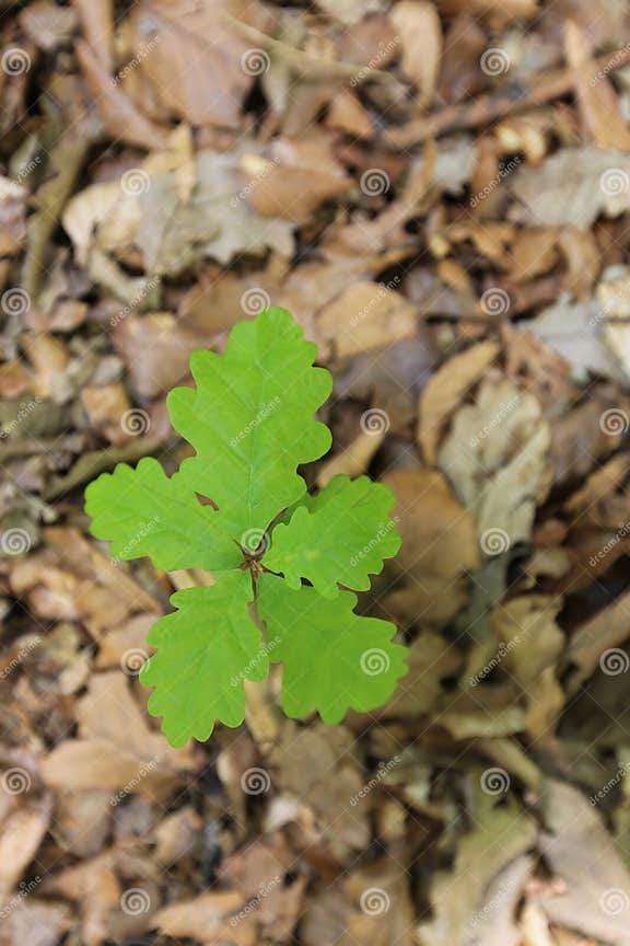 Fresh Seedling of an Oak Tree in the Forest Stock Image - Image of ...