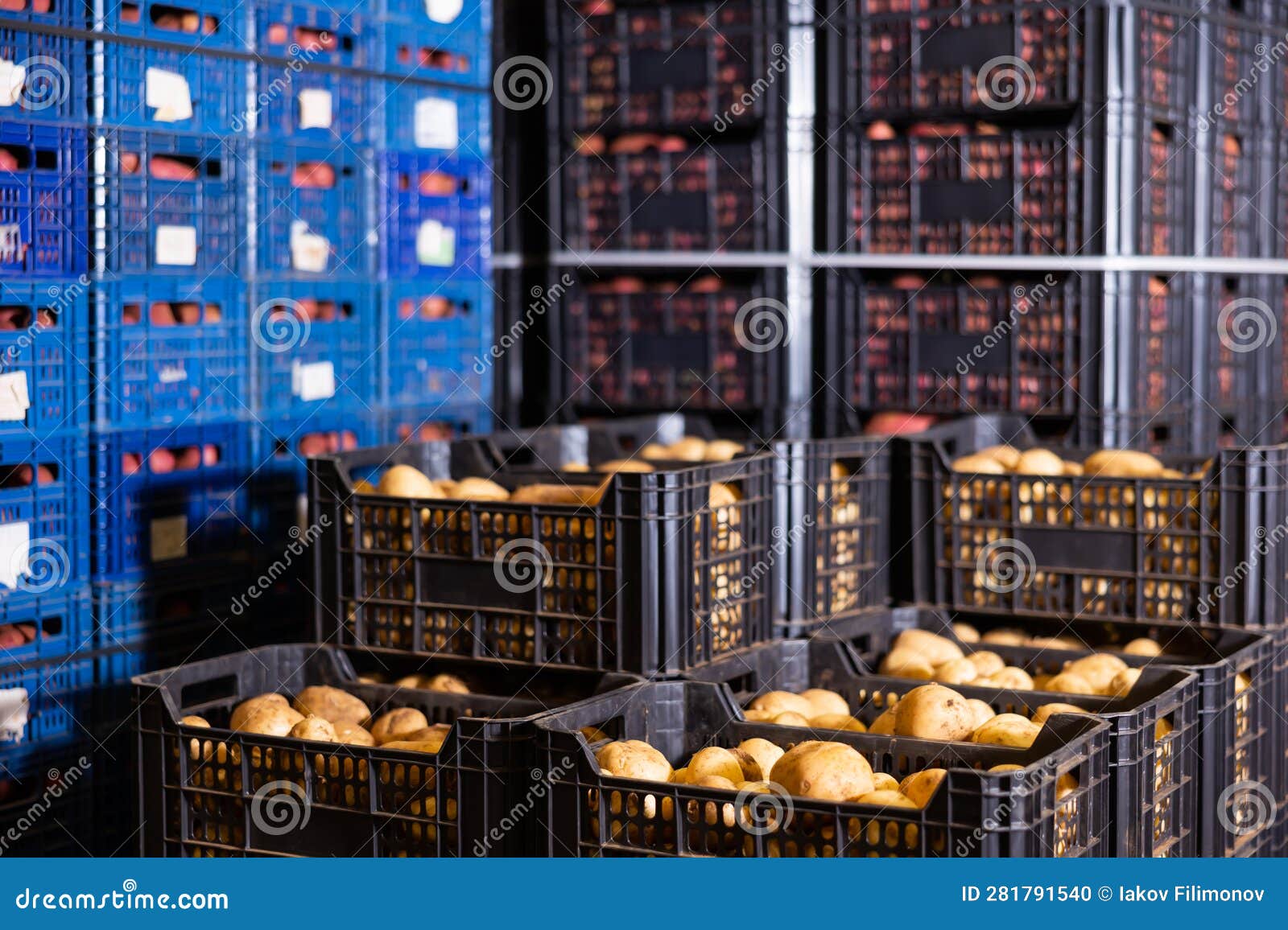 Potatoes in Crates Stacked in Vegetable Warehouse Stock Photo - Image ...