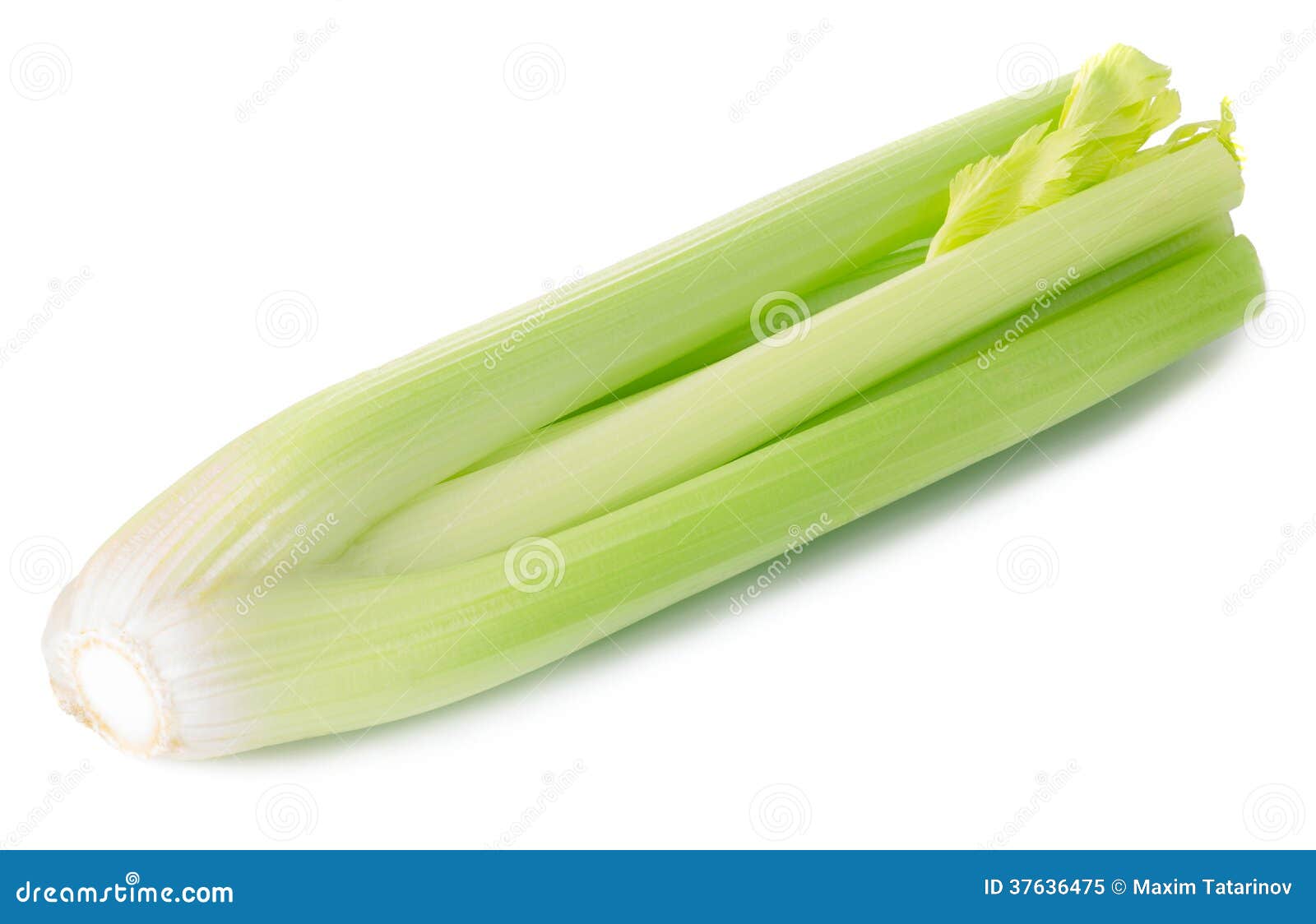 Fresh selery stock image. Image of white, closeup, eating - 37636475