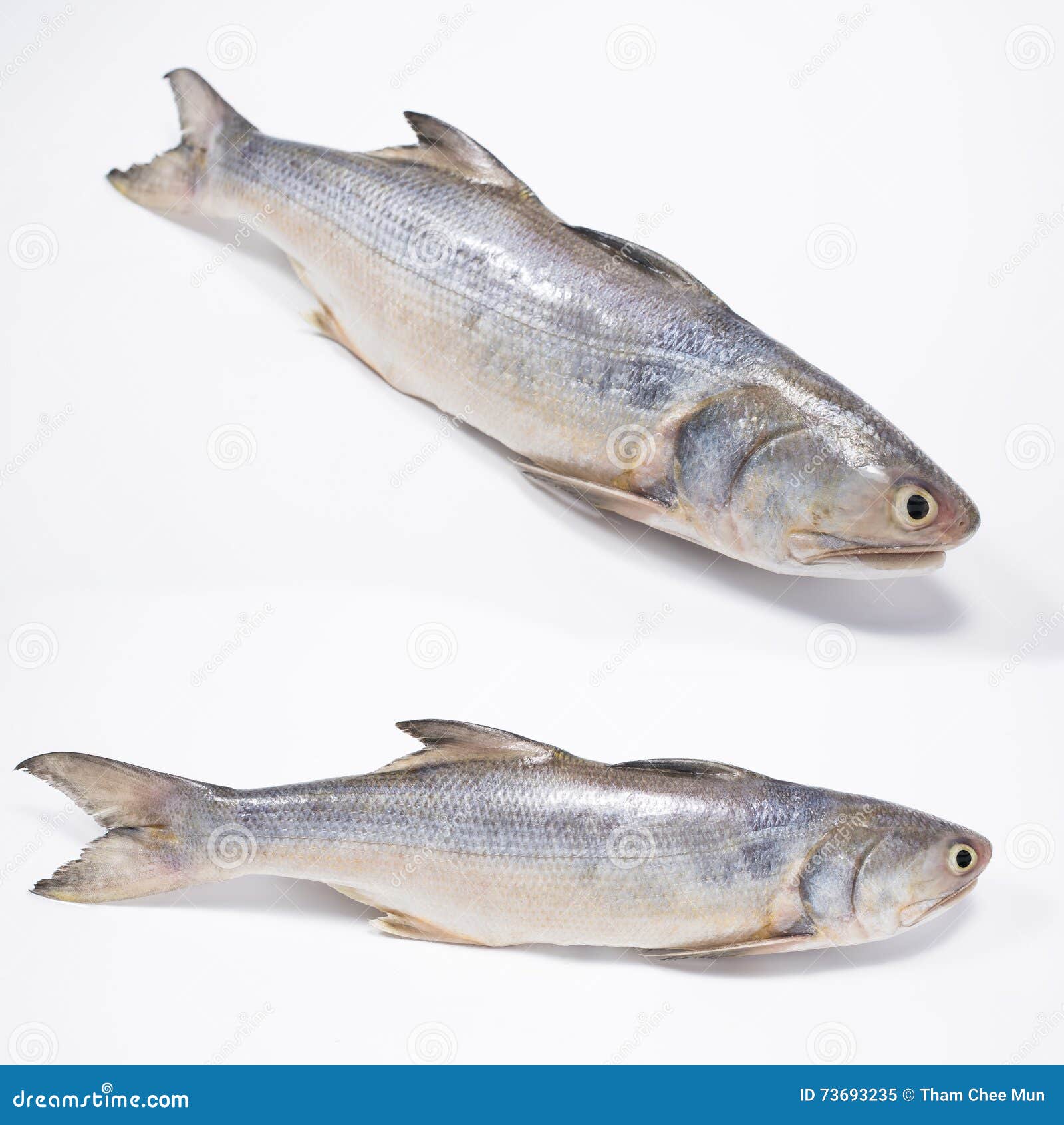 Fresh Senangin Fish stock image. Image of marine, ingredient - 73693235