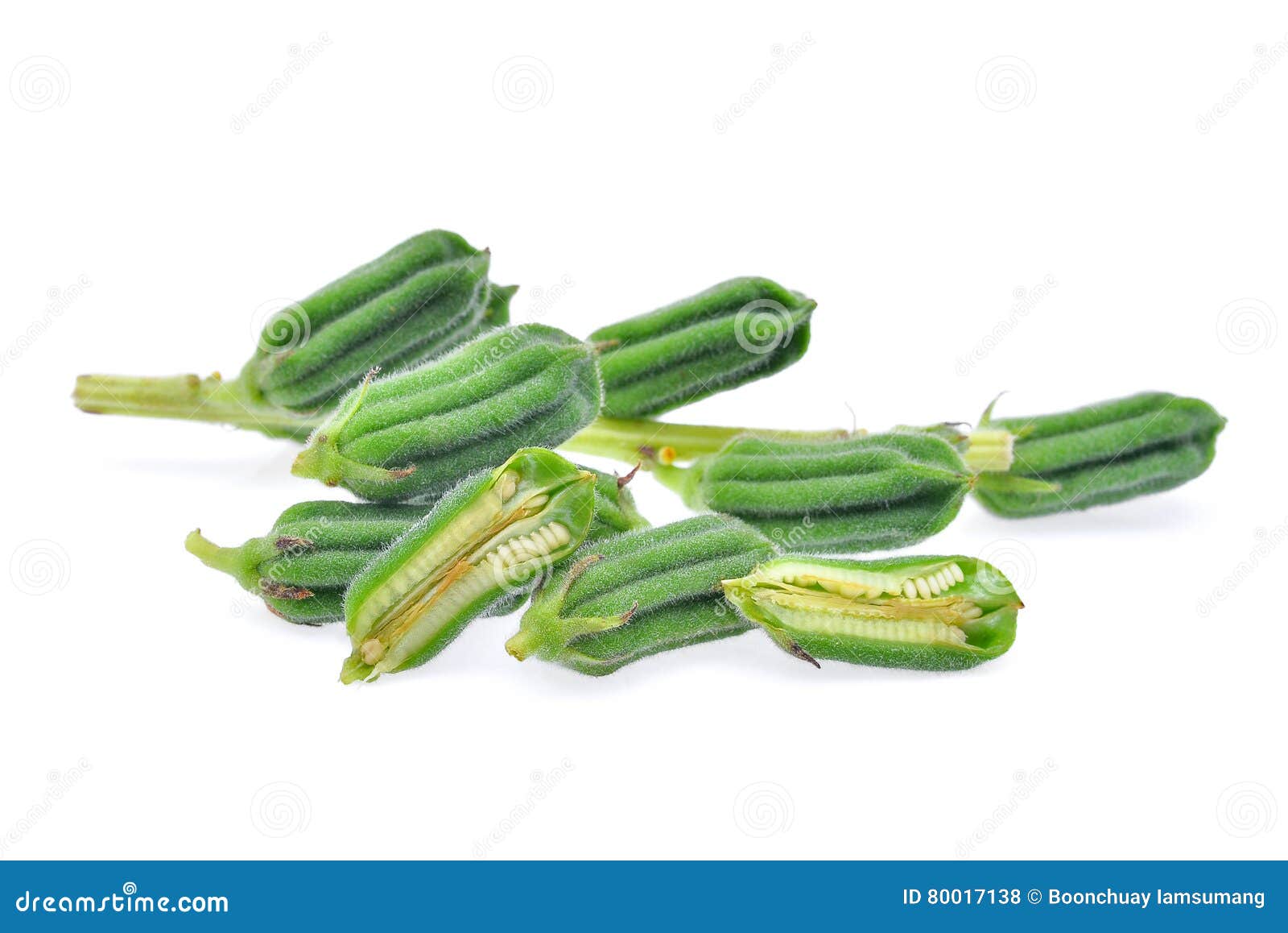 Fresh Sesame Seeds Pods Isolated on White Stock Photo - Image of eating ...