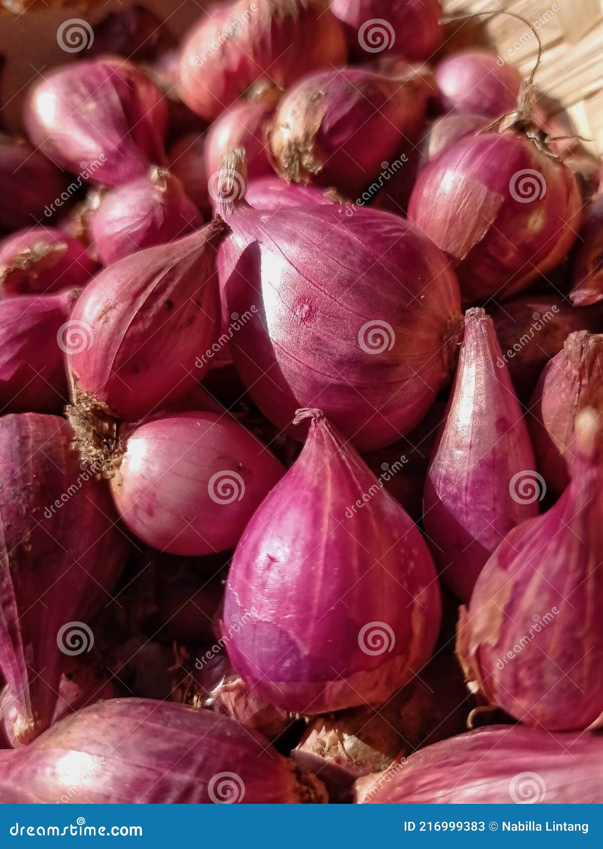 Fresh Shallot from the Field Stock Image - Image of spice, agriculture ...
