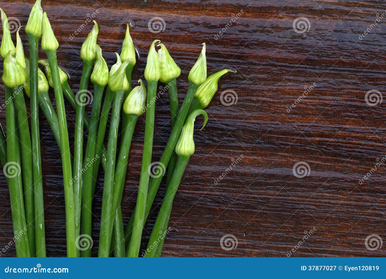 Fresh shallot flowers stock image. Image of bundle, plant - 37877027