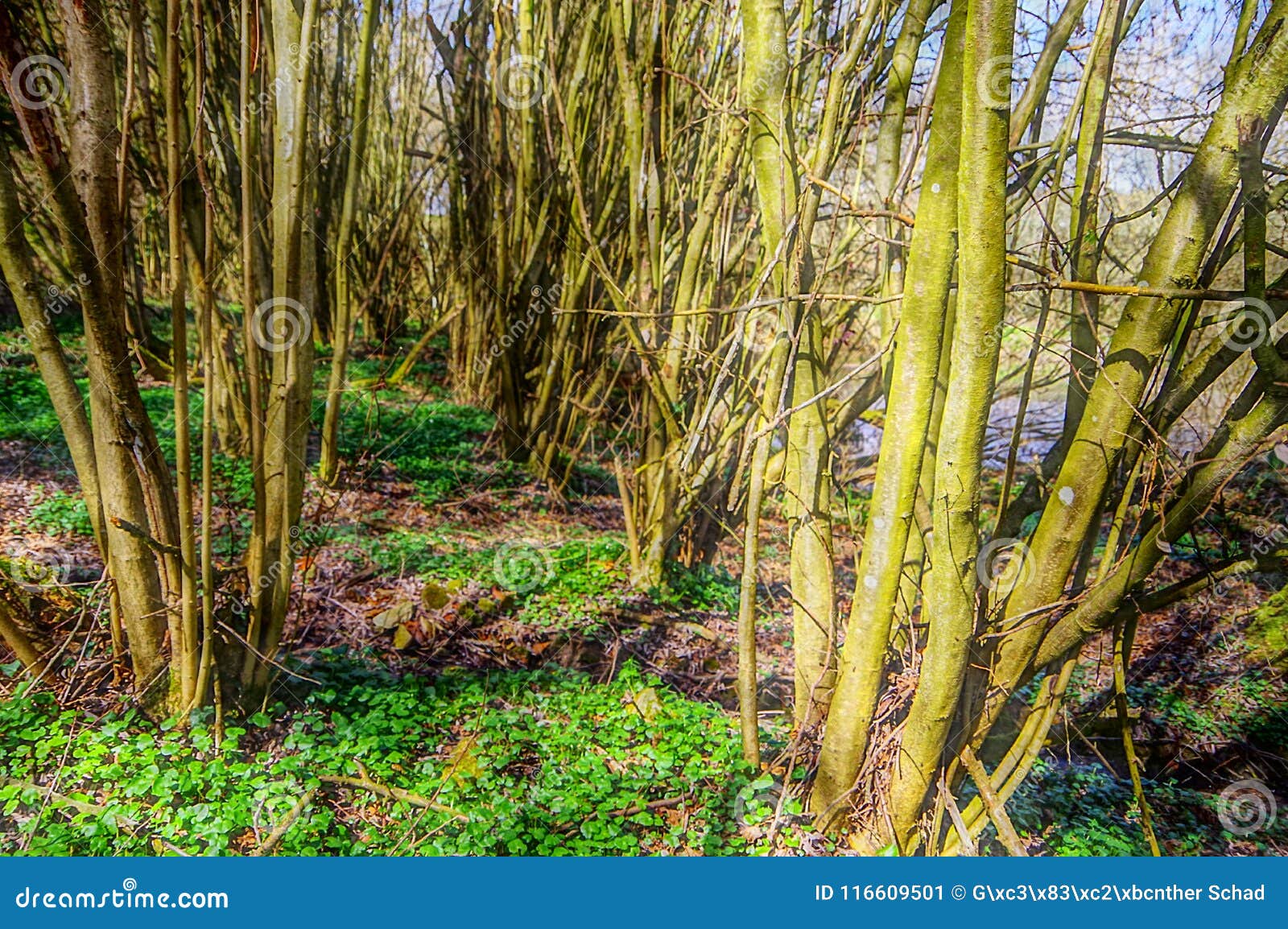 Bald Trees in the Spring Forest Stock Image - Image of awakens ...