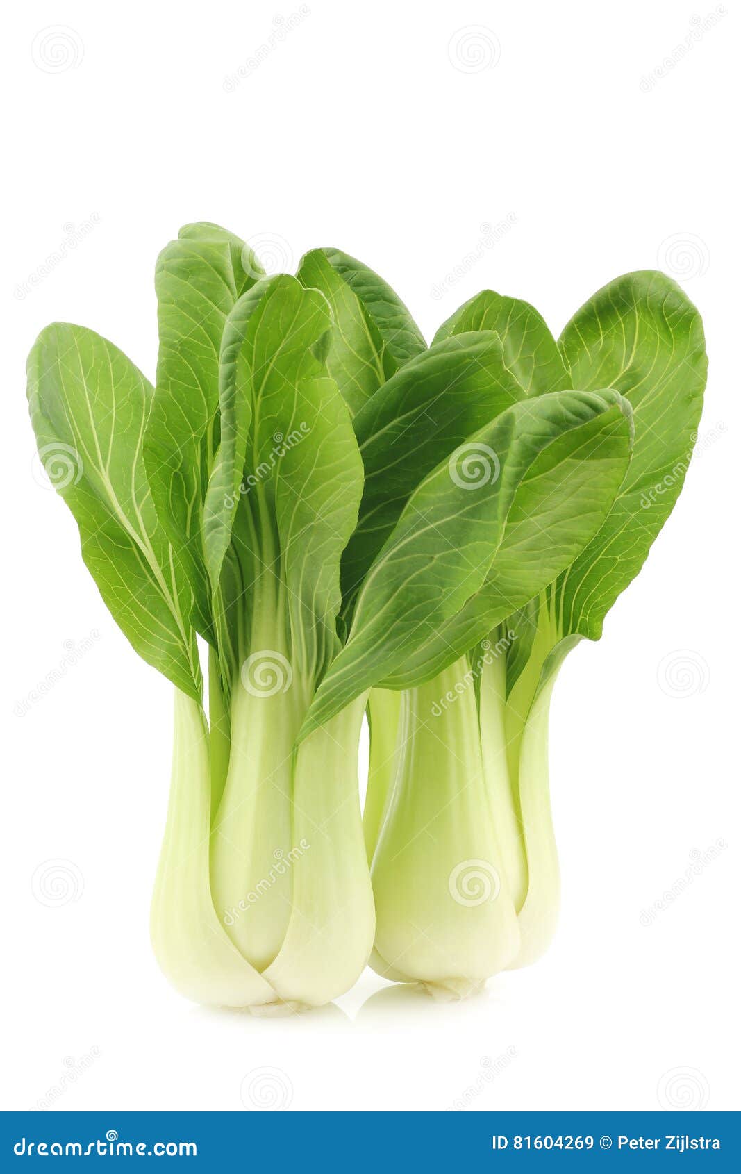 Fresh Shanghai Small Paksoi Stock Image - Image of agriculture, chinese ...