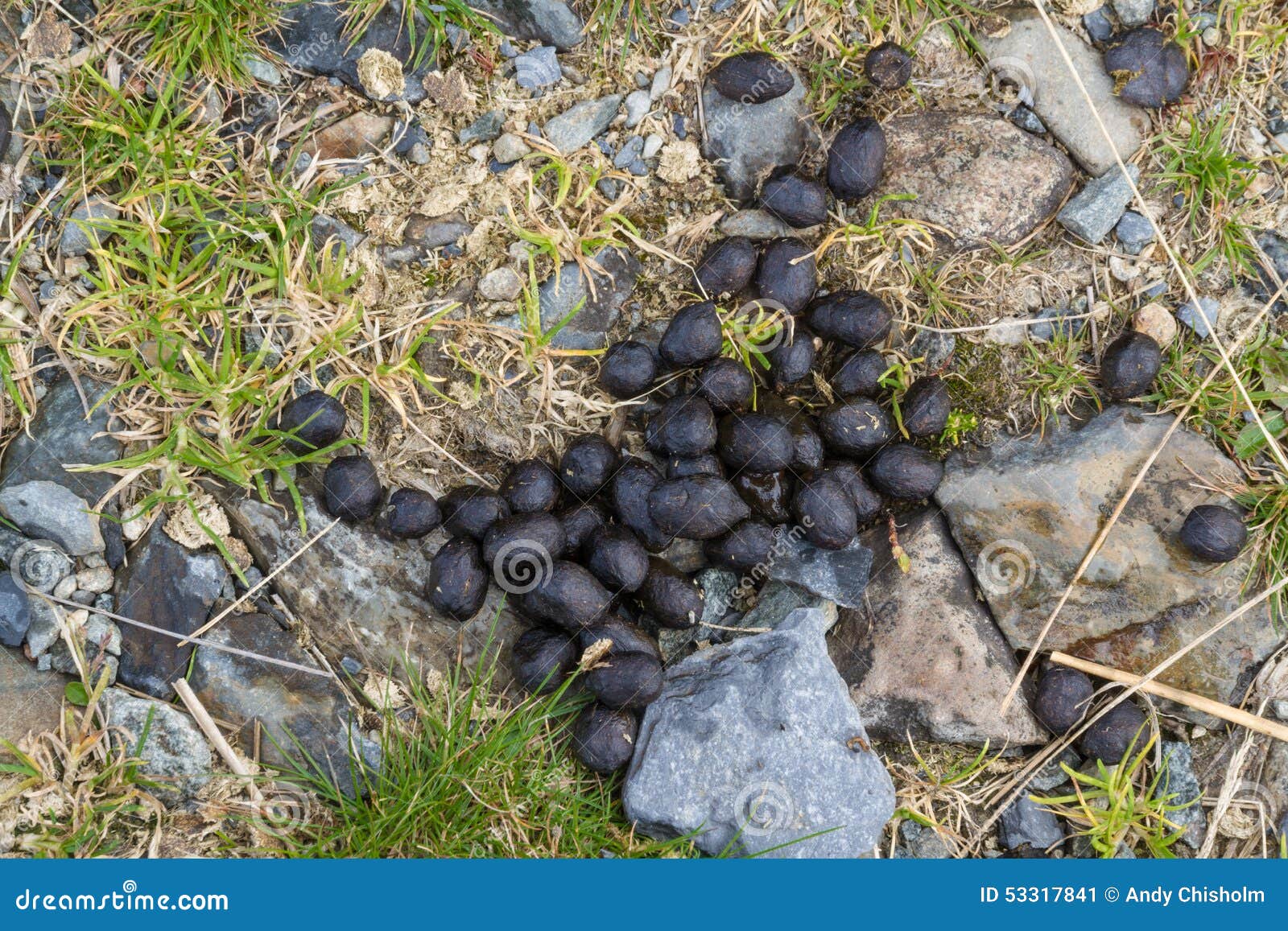 Sheep Droppings On The PYG Track Up To Snowdon Mountain Stock ...