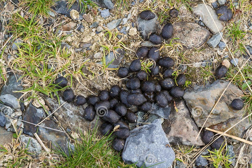 Fresh sheep droppings stock image. Image of dried, droppings - 53317841
