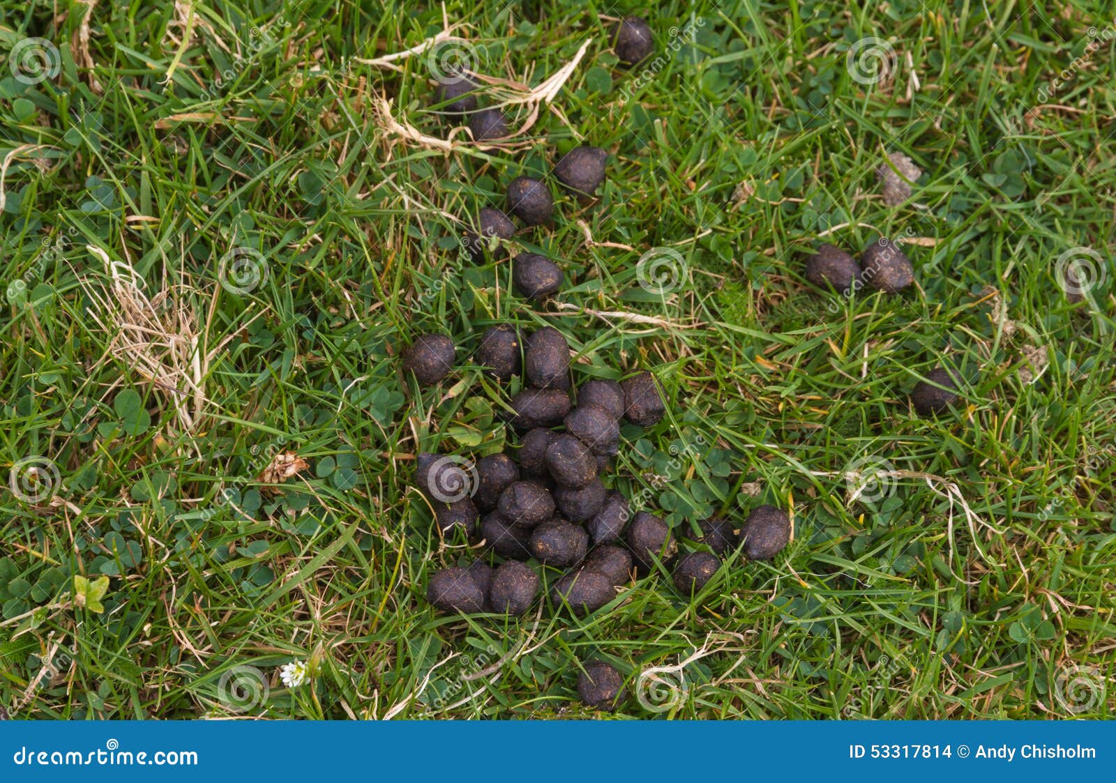 Sheep Droppings On The PYG Track Up To Snowdon Mountain Stock ...