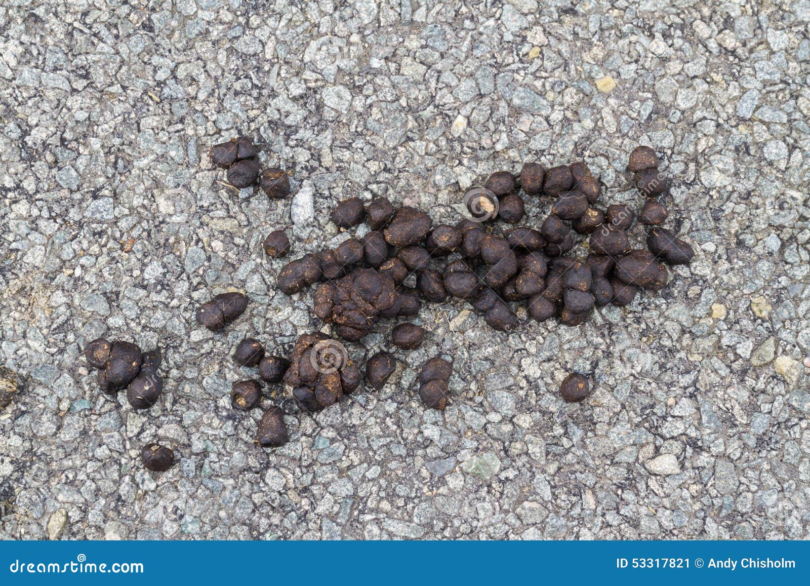 Fresh sheep droppings stock image. Image of disgust, road - 53317821