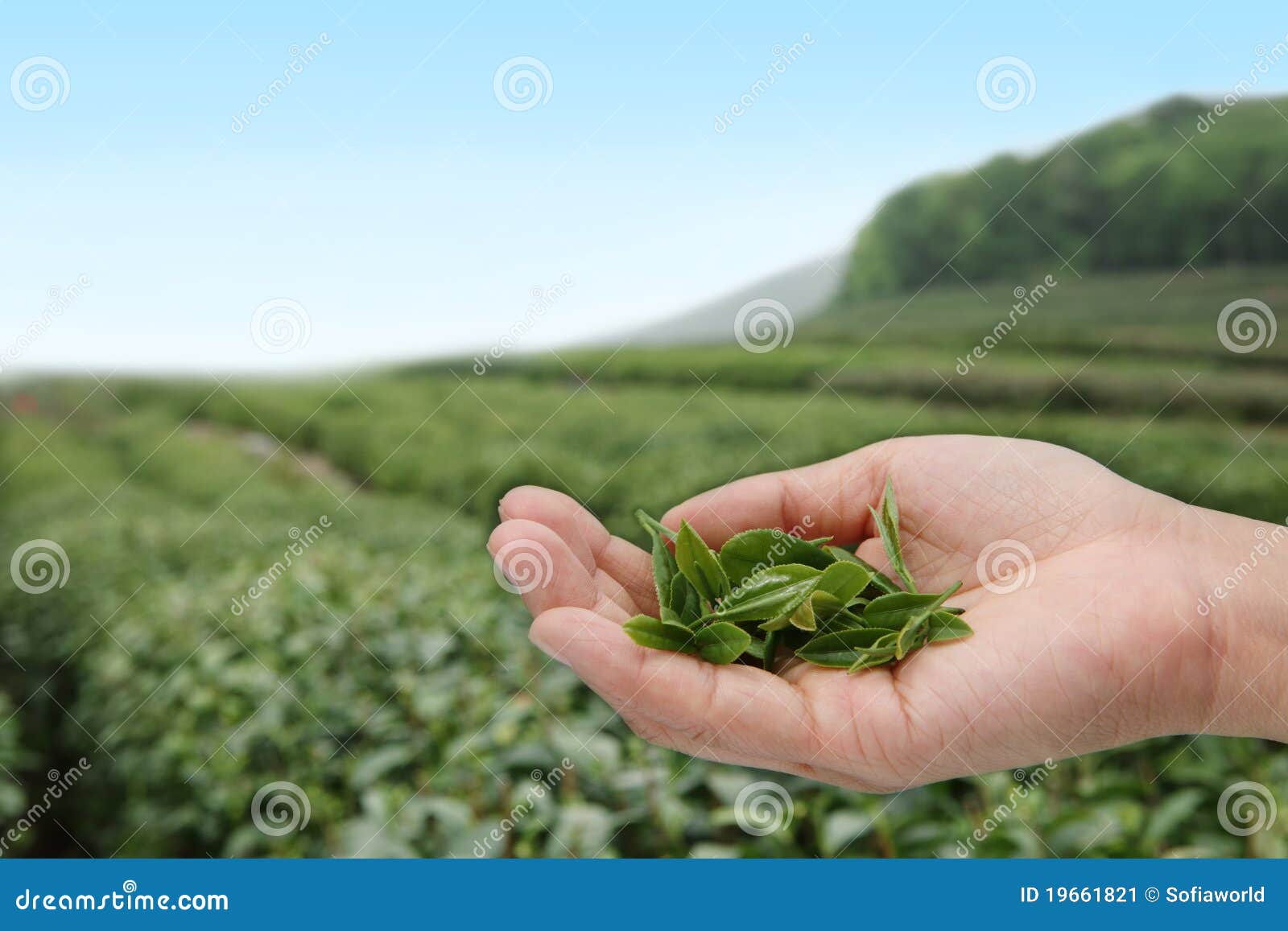 Fresh Sheets of Tea in Hand. Stock Image - Image of lush, conservation ...