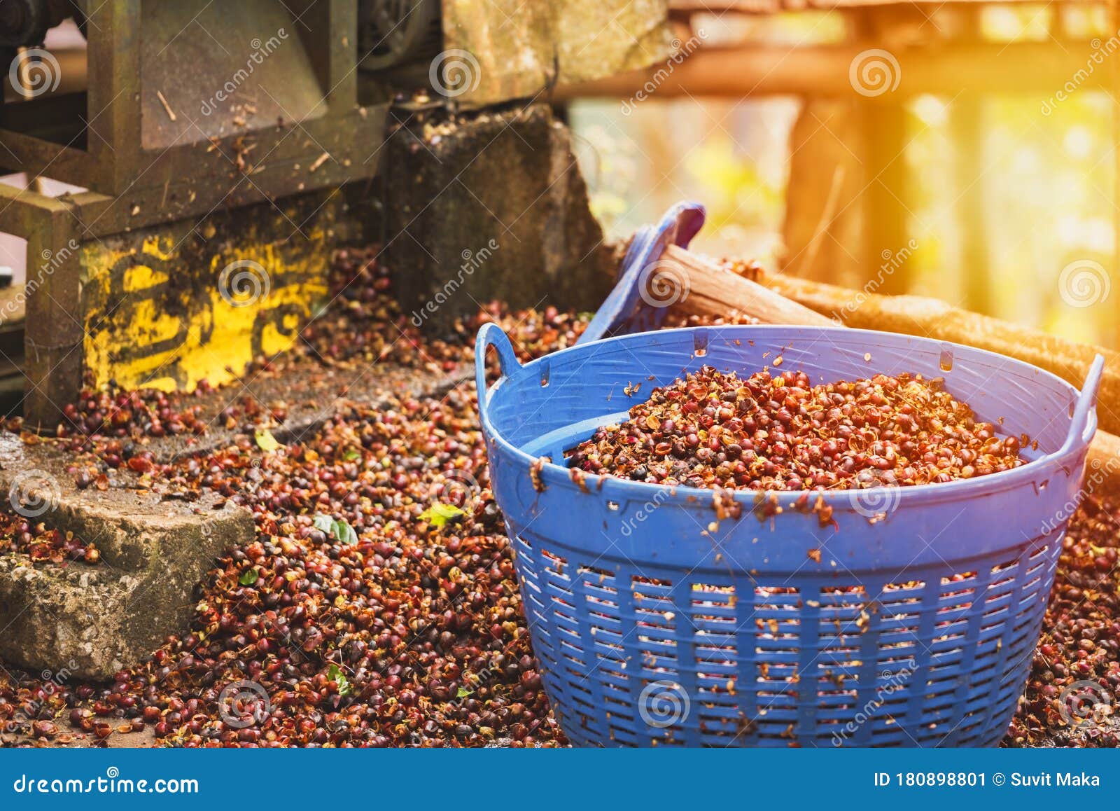 Fresh Shell of Coffee Beans after Peeling Stock Image - Image of food ...